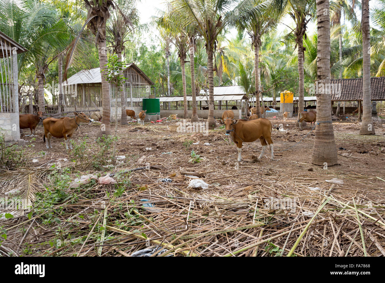 Bali cattle hi-res stock photography and images - Alamy