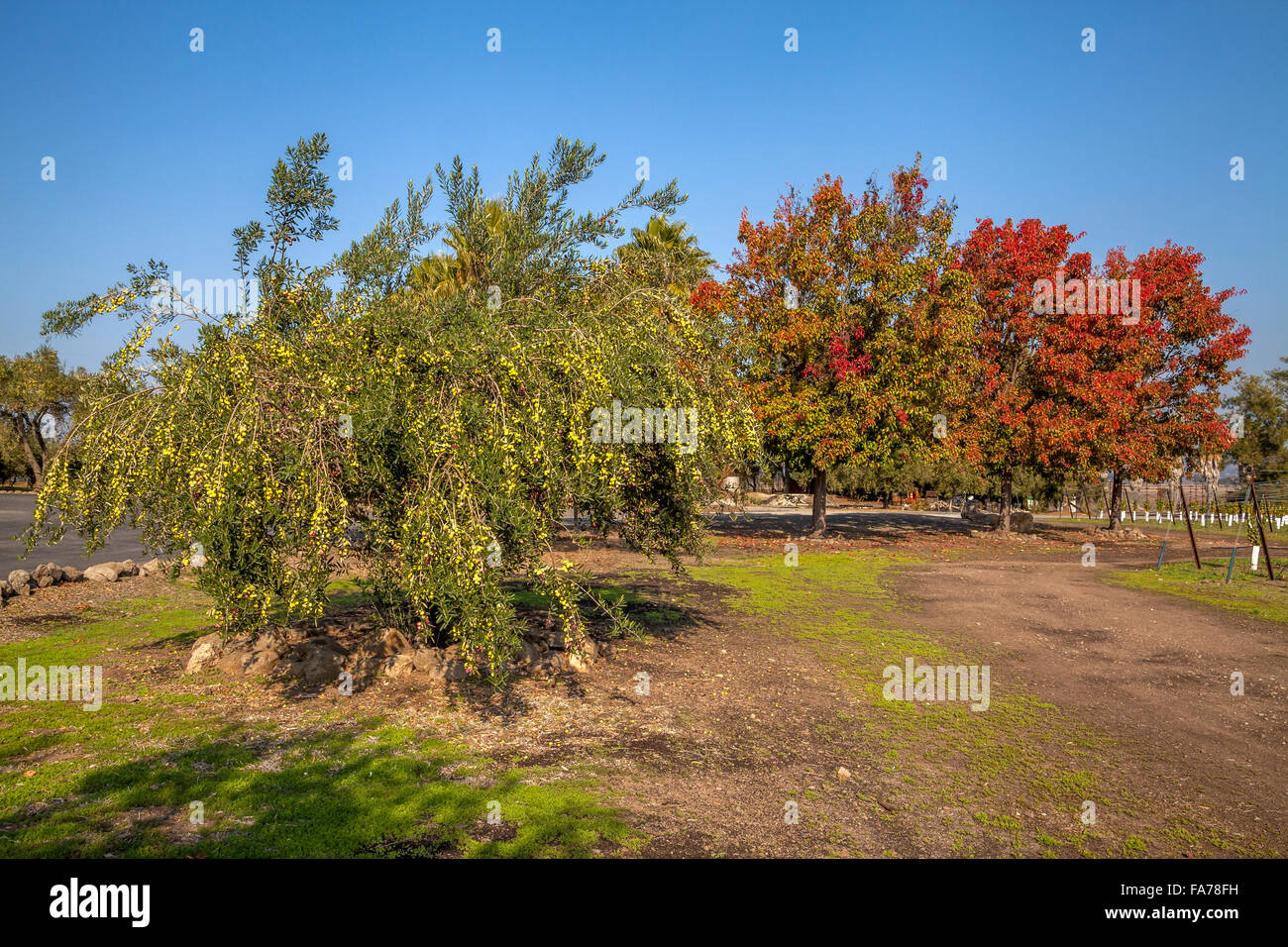 California olive groves hi-res stock photography and images - Alamy