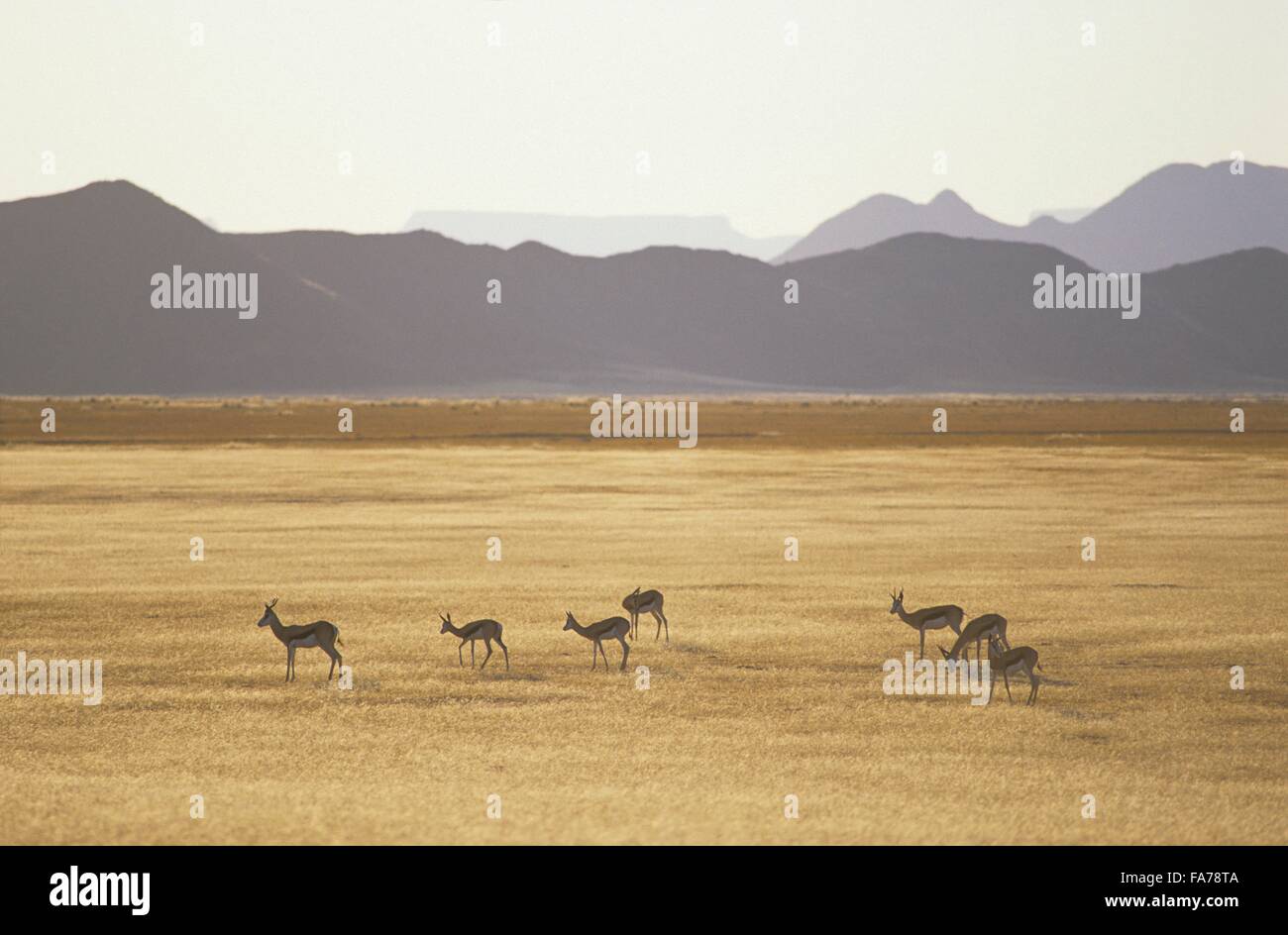 Groupe de springboks hi-res stock photography and images - Alamy