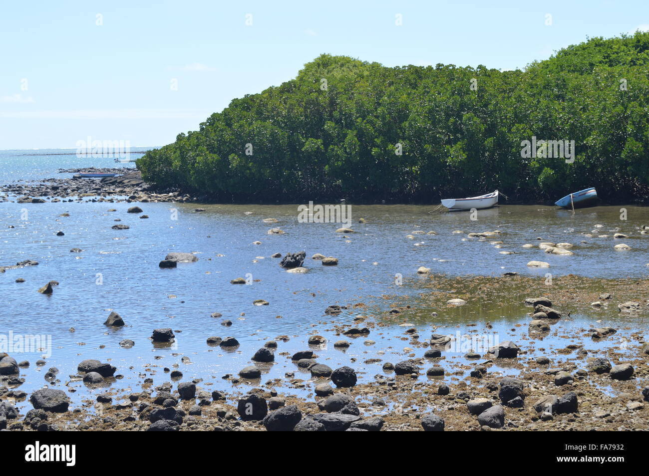 Mangrove rocks hi-res stock photography and images - Alamy
