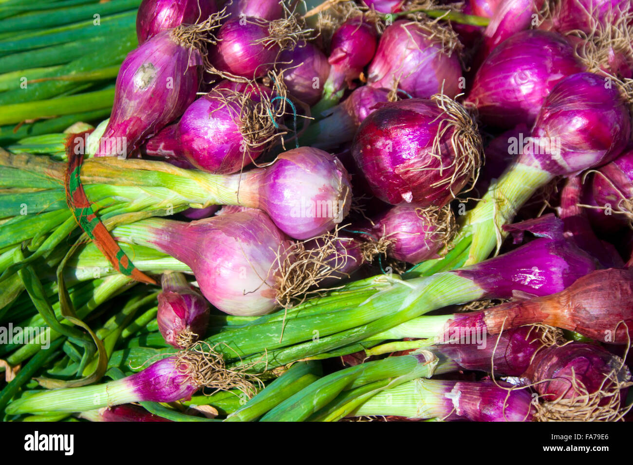 spring-onions : ready for sale Stock Photo - Alamy