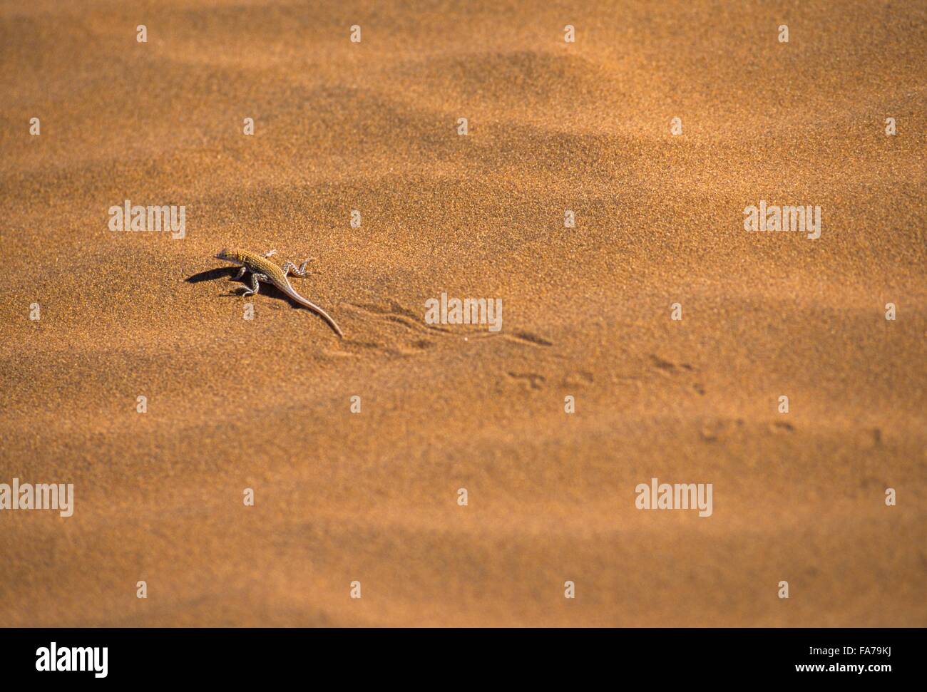 Namibia, Namib-Naukluft National park, Sesriem, Sossusvlei, lizard ...