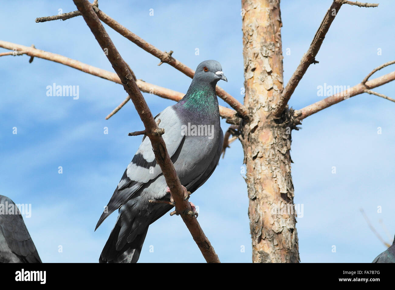 bird on a tree Stock Photo - Alamy