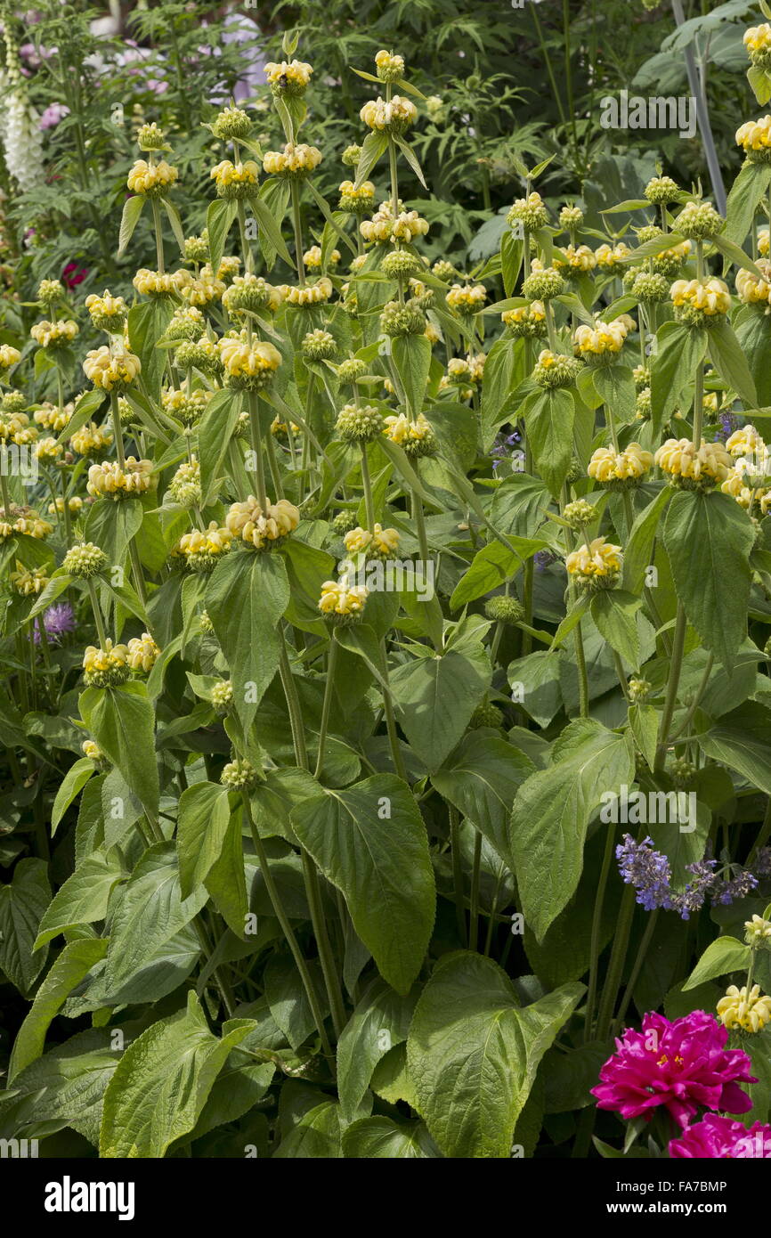Turkish sage, Phlomis russeliana in flower in garden border Stock Photo ...