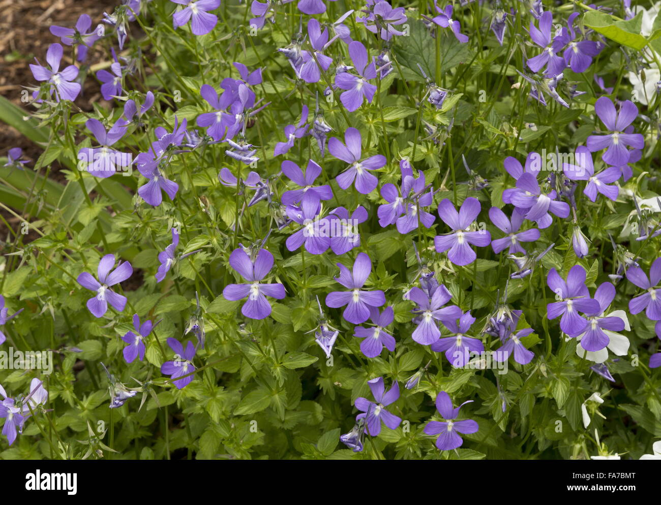 Horned Violet, Viola cornuta, in flower in garden border Stock Photo ...