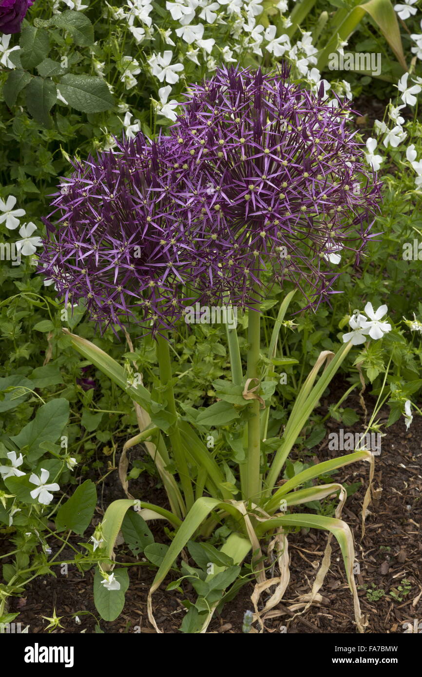 Allium Border High Resolution Stock Photography and Images - Alamy