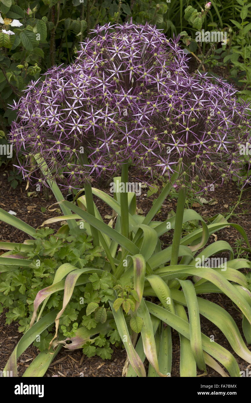 Allium border hi-res stock photography and images - Alamy