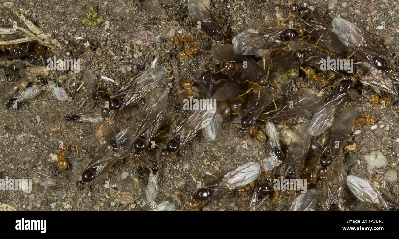 Red ant Myrmica rubra emergence in garden on a hot August day - winged ...