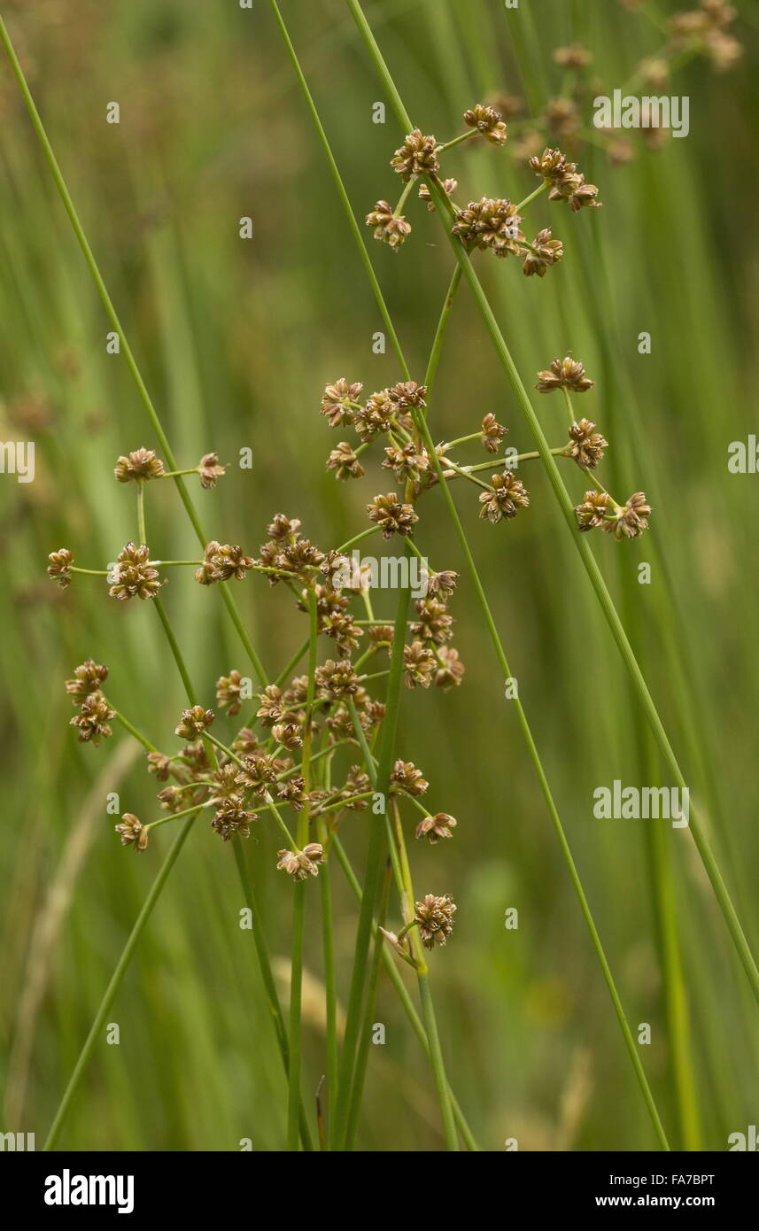 Juncus subnodulosus hi-res stock photography and images - Alamy