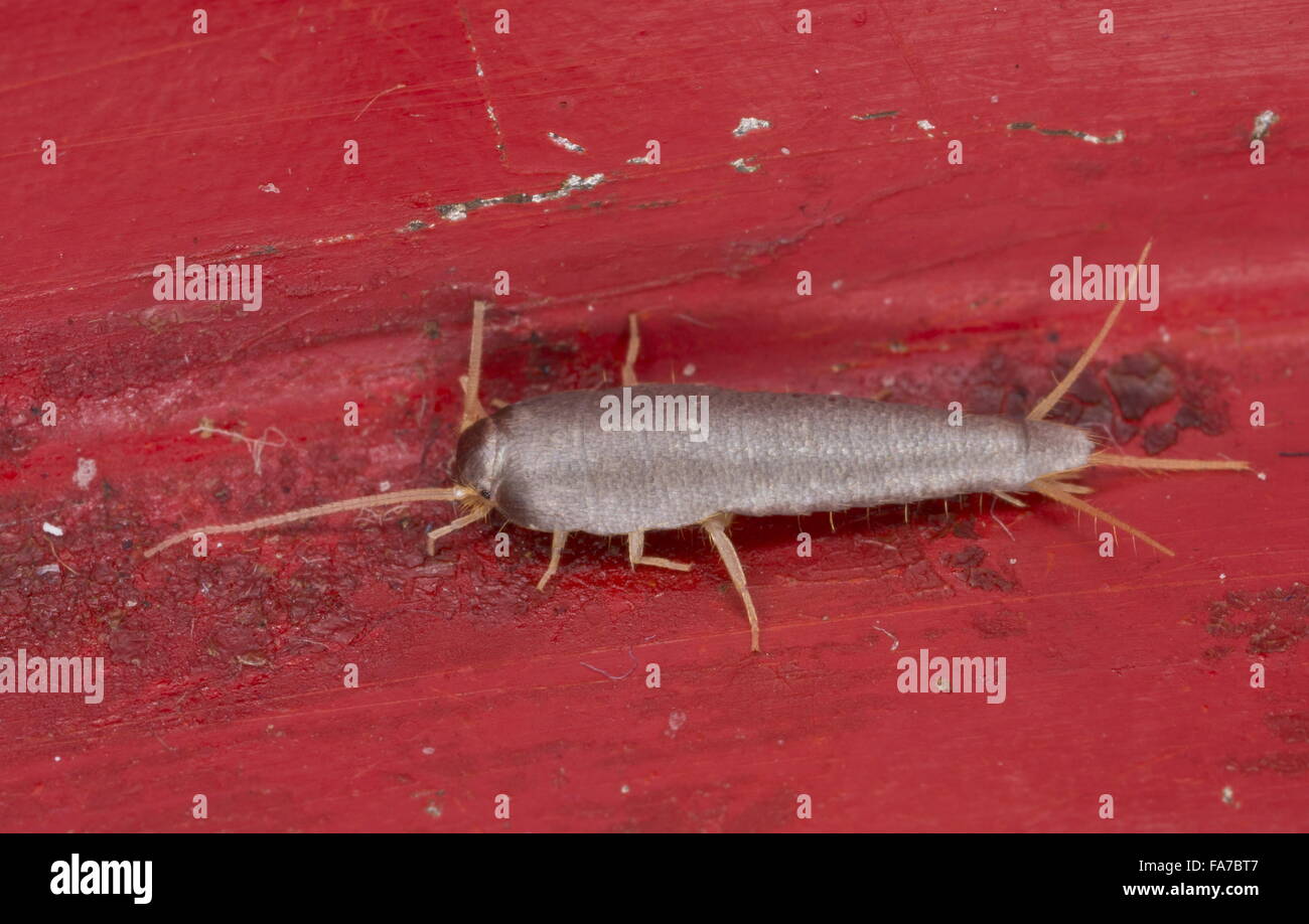 A silverfish, Lepisma saccharina, in domestic kitchen Stock Photo - Alamy