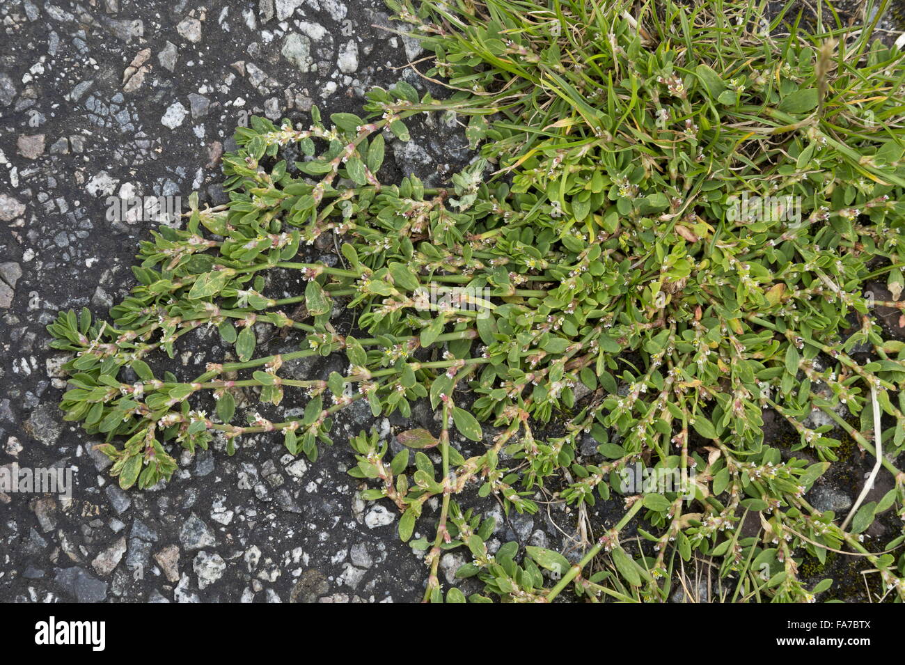 Equal-leaved Knotgrass, Polygonum arenastrum, in flower on track, Coll ...