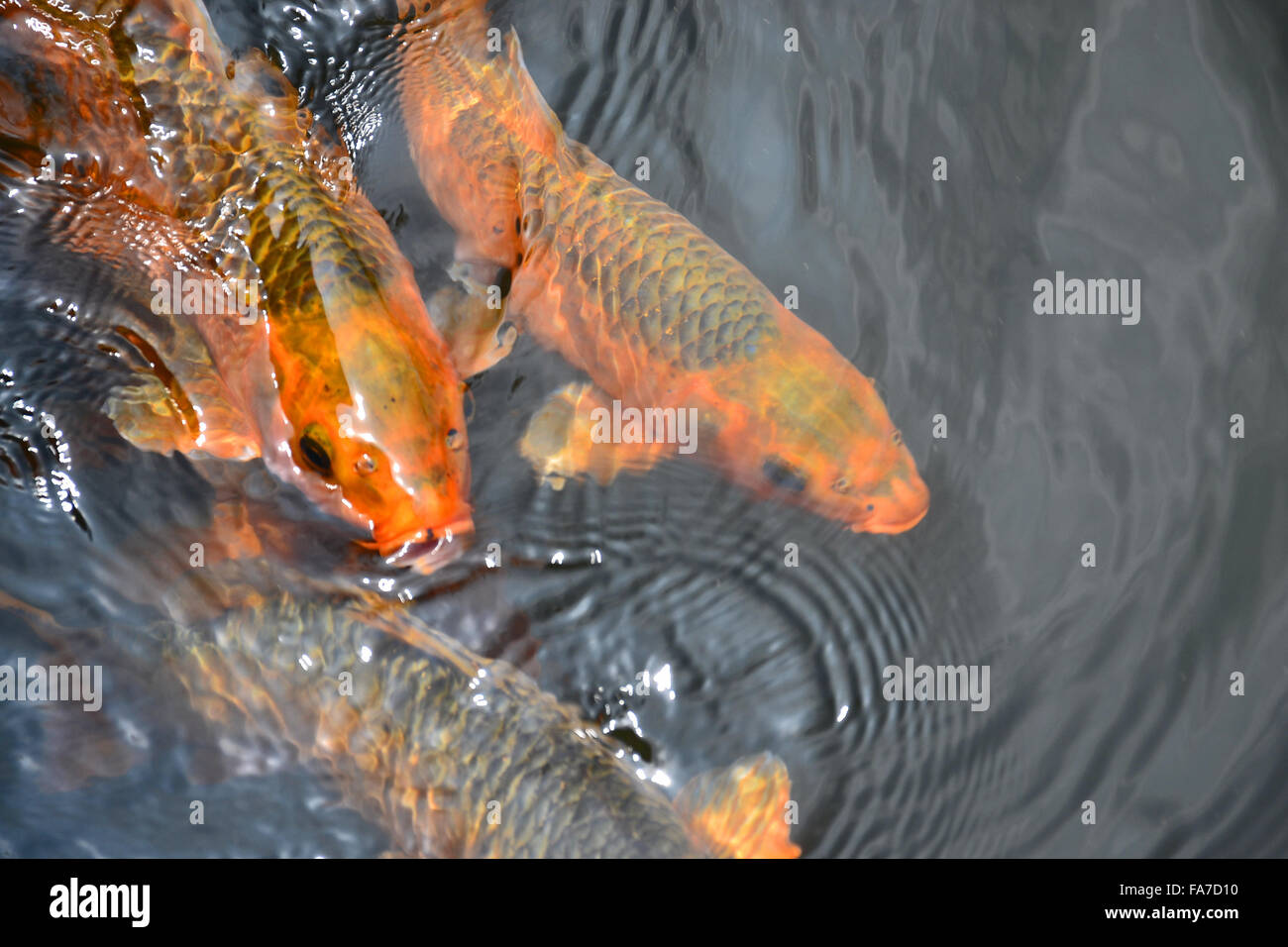 fish on water surface Stock Photo - Alamy