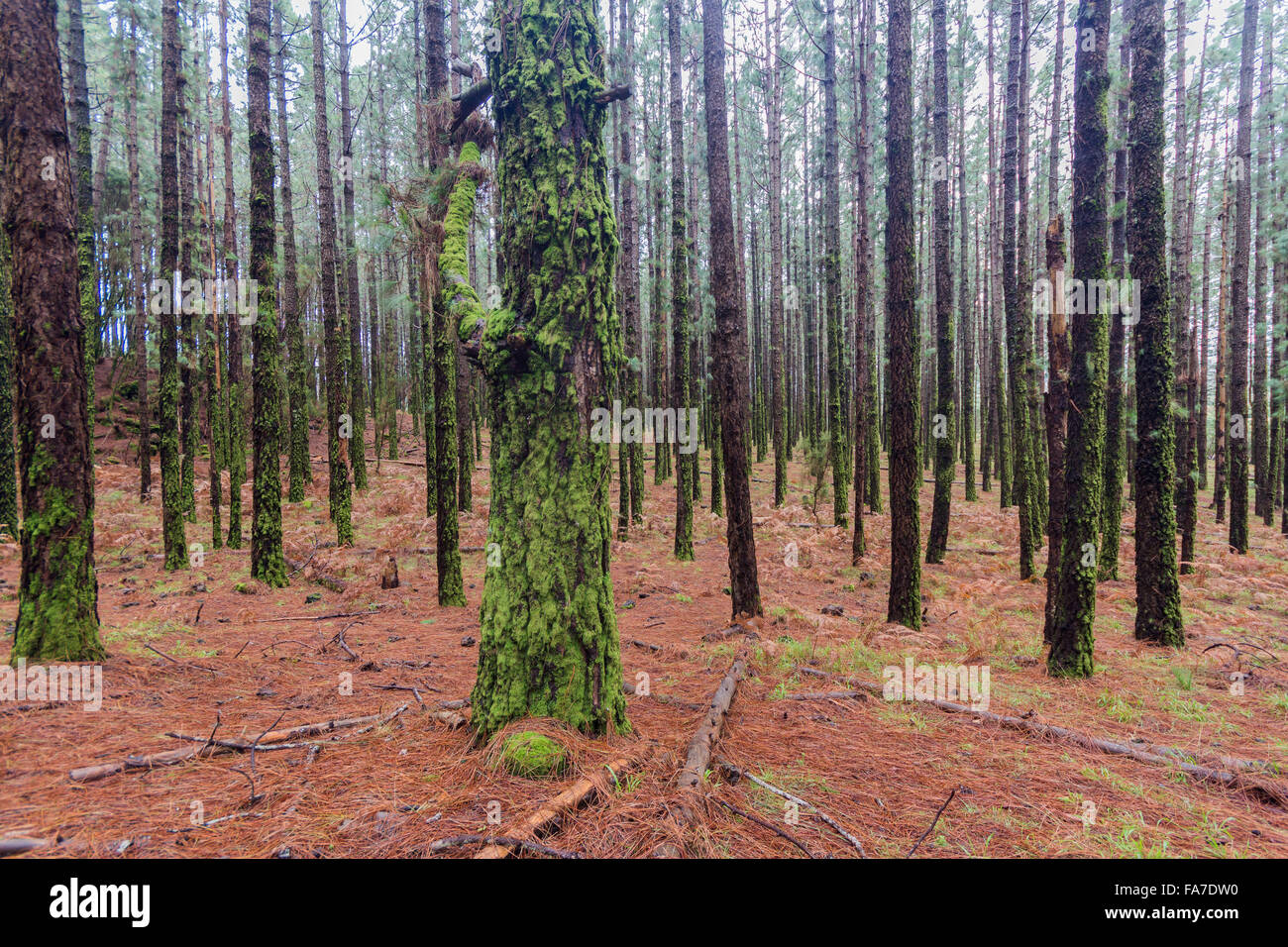 trees inside coniferous tree forest Stock Photo - Alamy