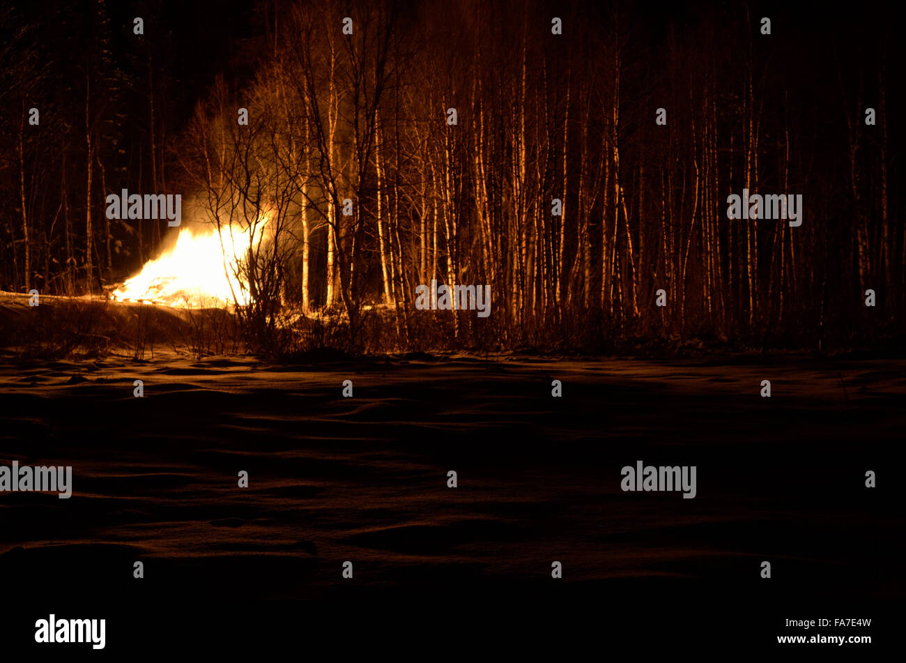 massive bonfire in winter night birch tree forest Stock Photo - Alamy