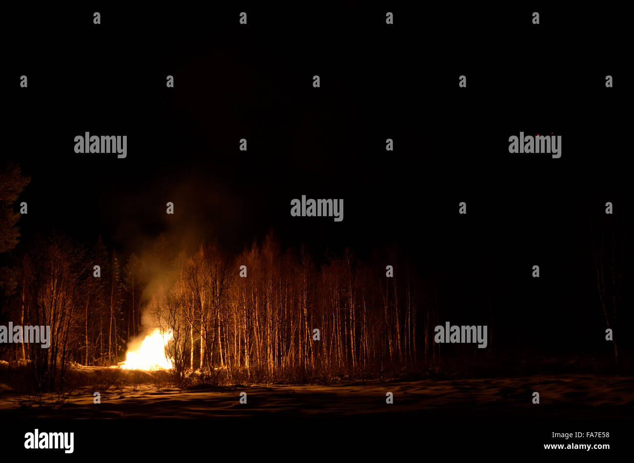 massive bonfire in winter night birch tree forest Stock Photo - Alamy