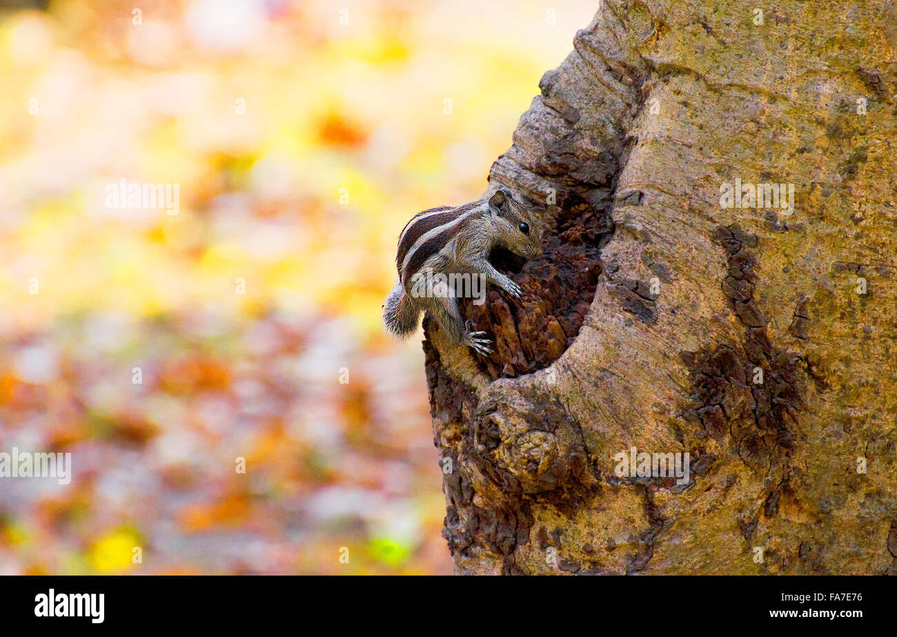Squirrel hugging a tree trunk Stock Photo - Alamy