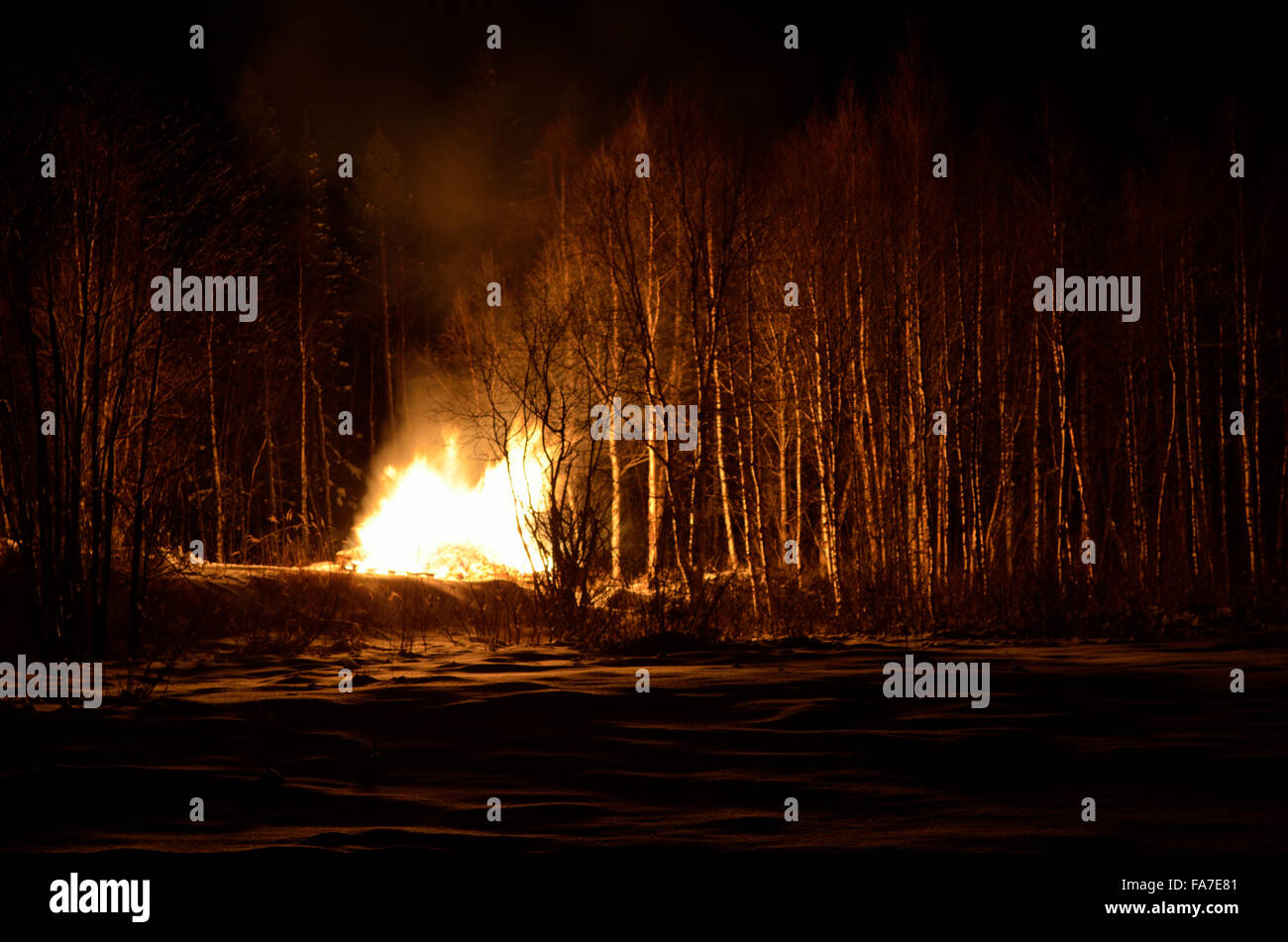massive bonfire in winter night birch tree forest Stock Photo - Alamy