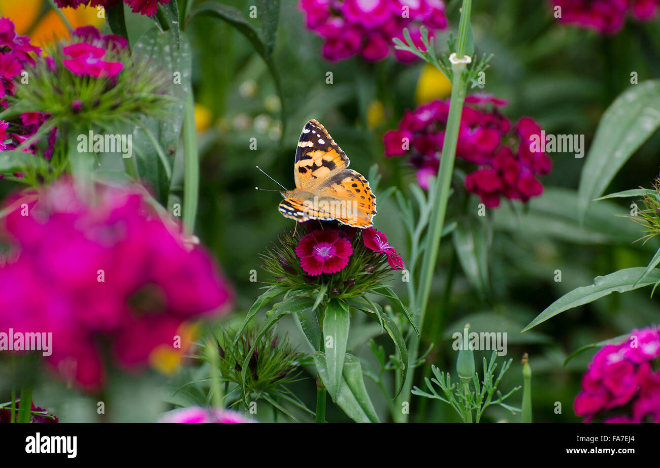 Butterfly collecting nectar from flower hi-res stock photography and ...