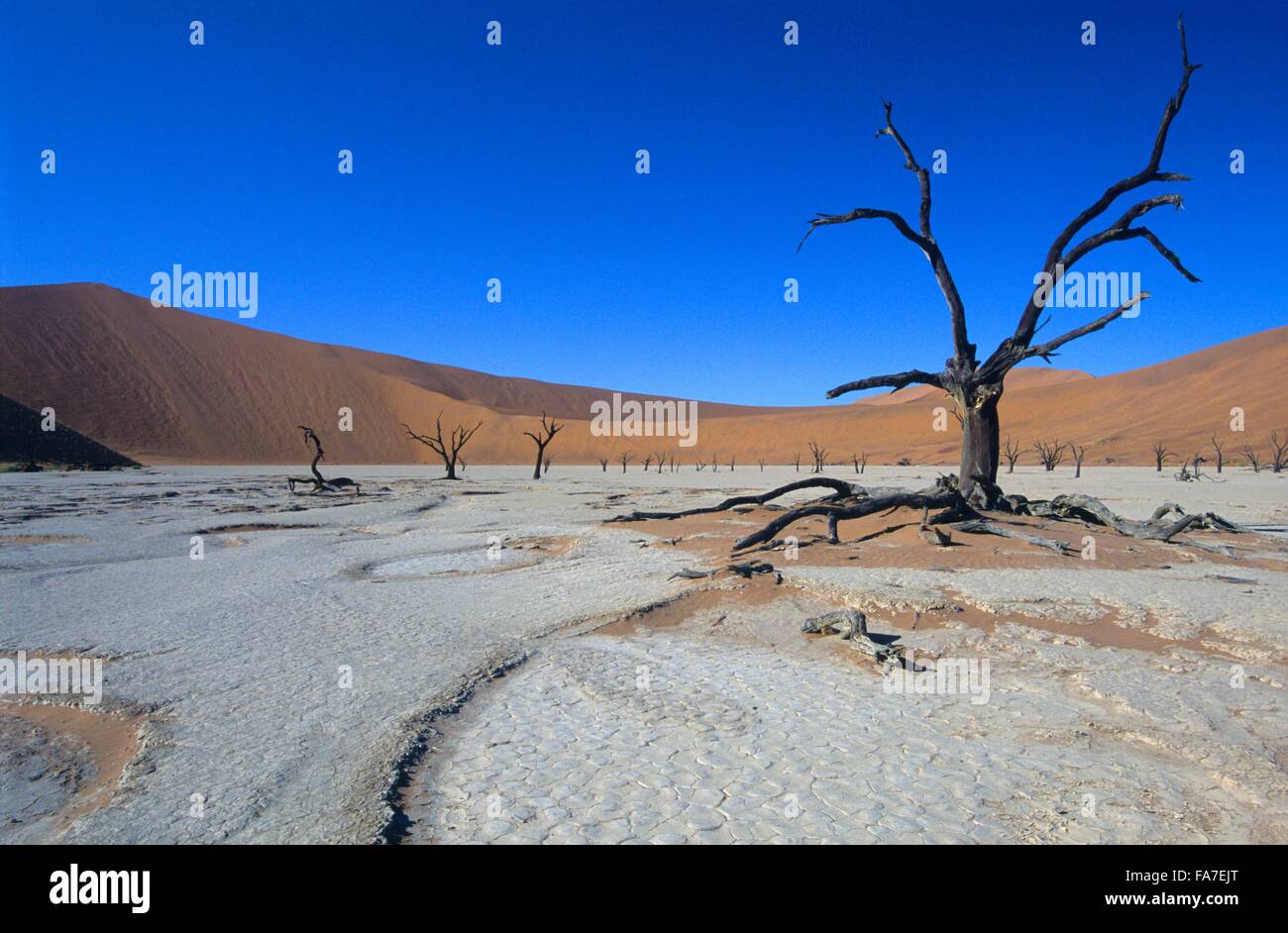 Namibia, Namib-Naukluft National park, Sossusvlei, Dead vlei, Dead ...
