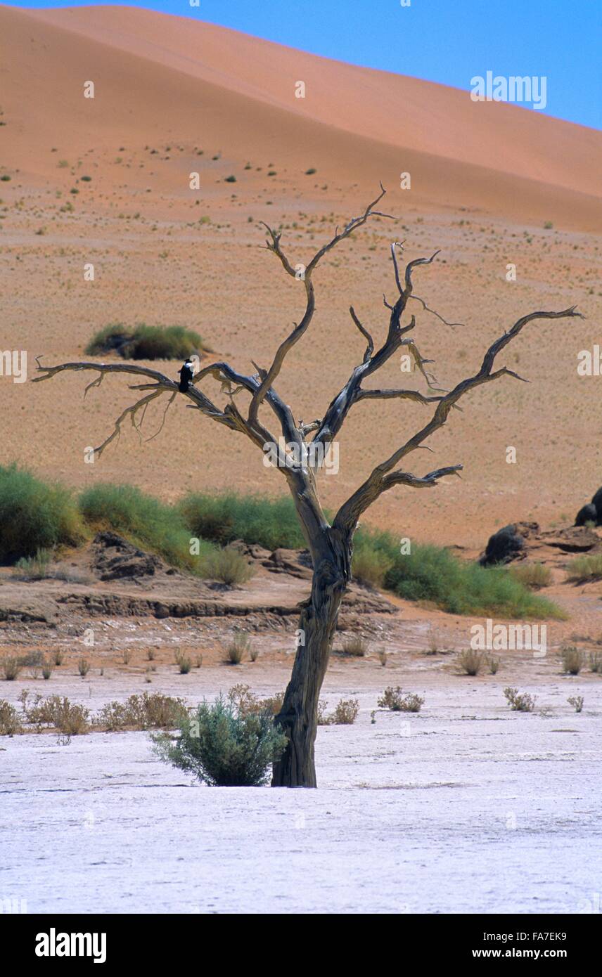 Namibia camel thorn trees acacia erioloba hi-res stock photography and ...