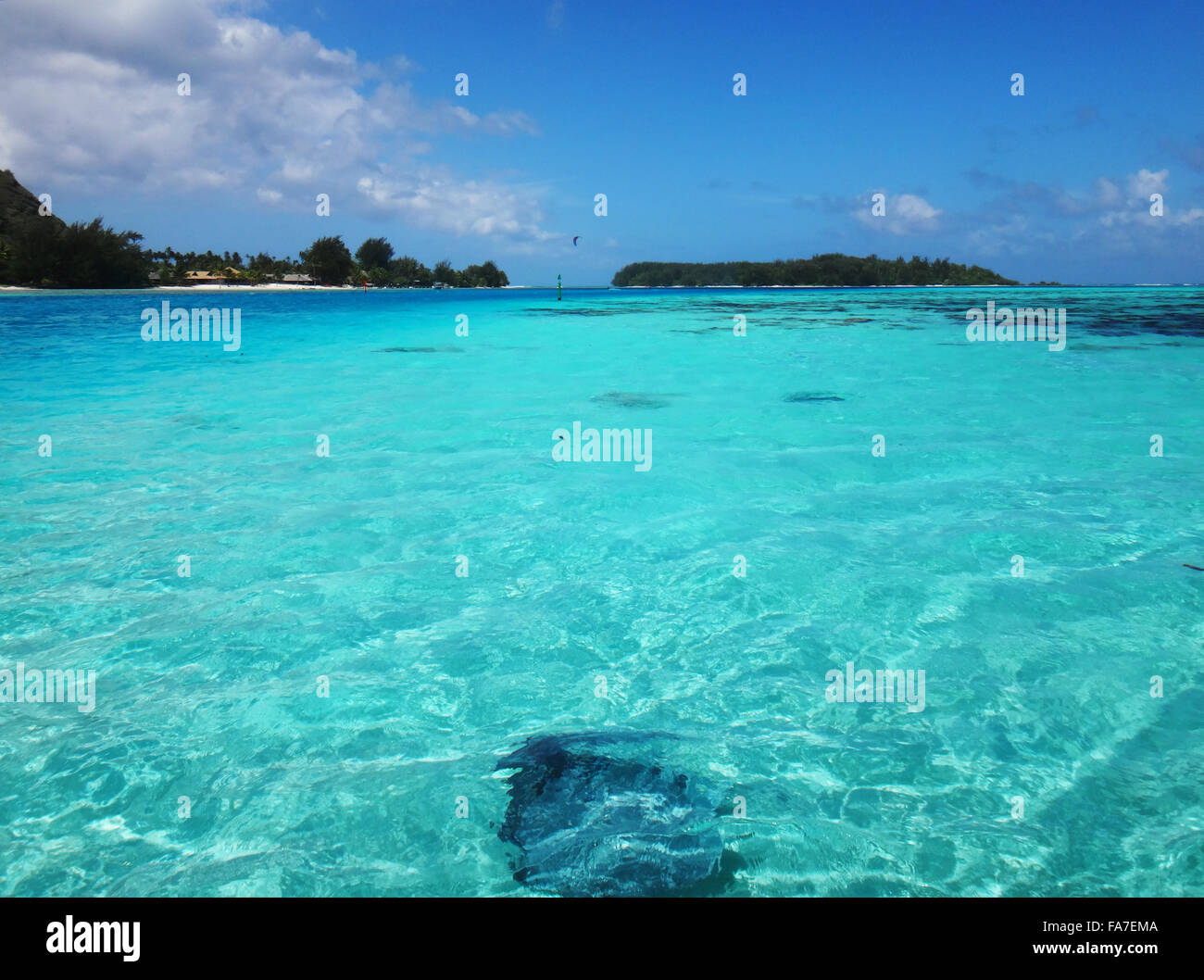 View of Moorea from the lagoon, French Polynesia Stock Photo - Alamy