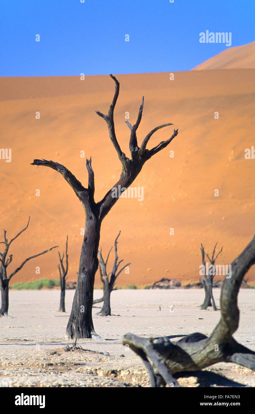 Namibia, Namib-Naukluft National park, Sossusvlei, Dead vlei, Dead ...