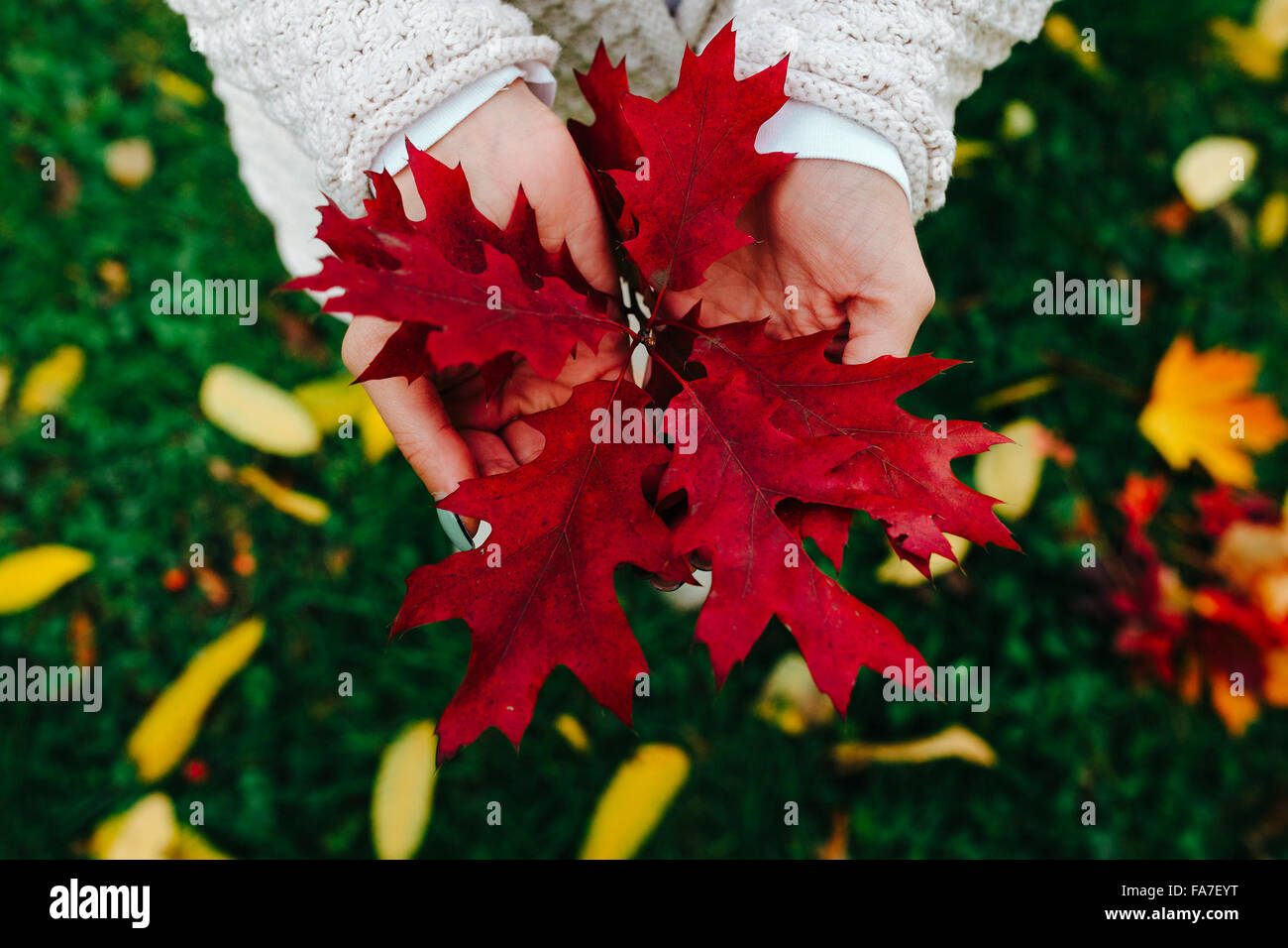 Autumn leaves in girl hands Stock Photo - Alamy