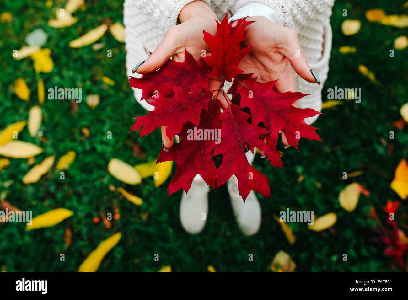Autumn leaves in girl hands Stock Photo - Alamy