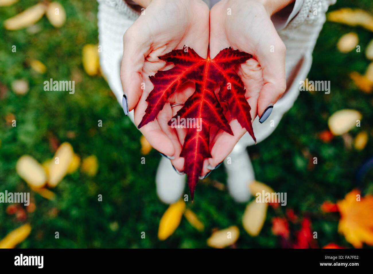 Autumn leaves in girl hands Stock Photo - Alamy