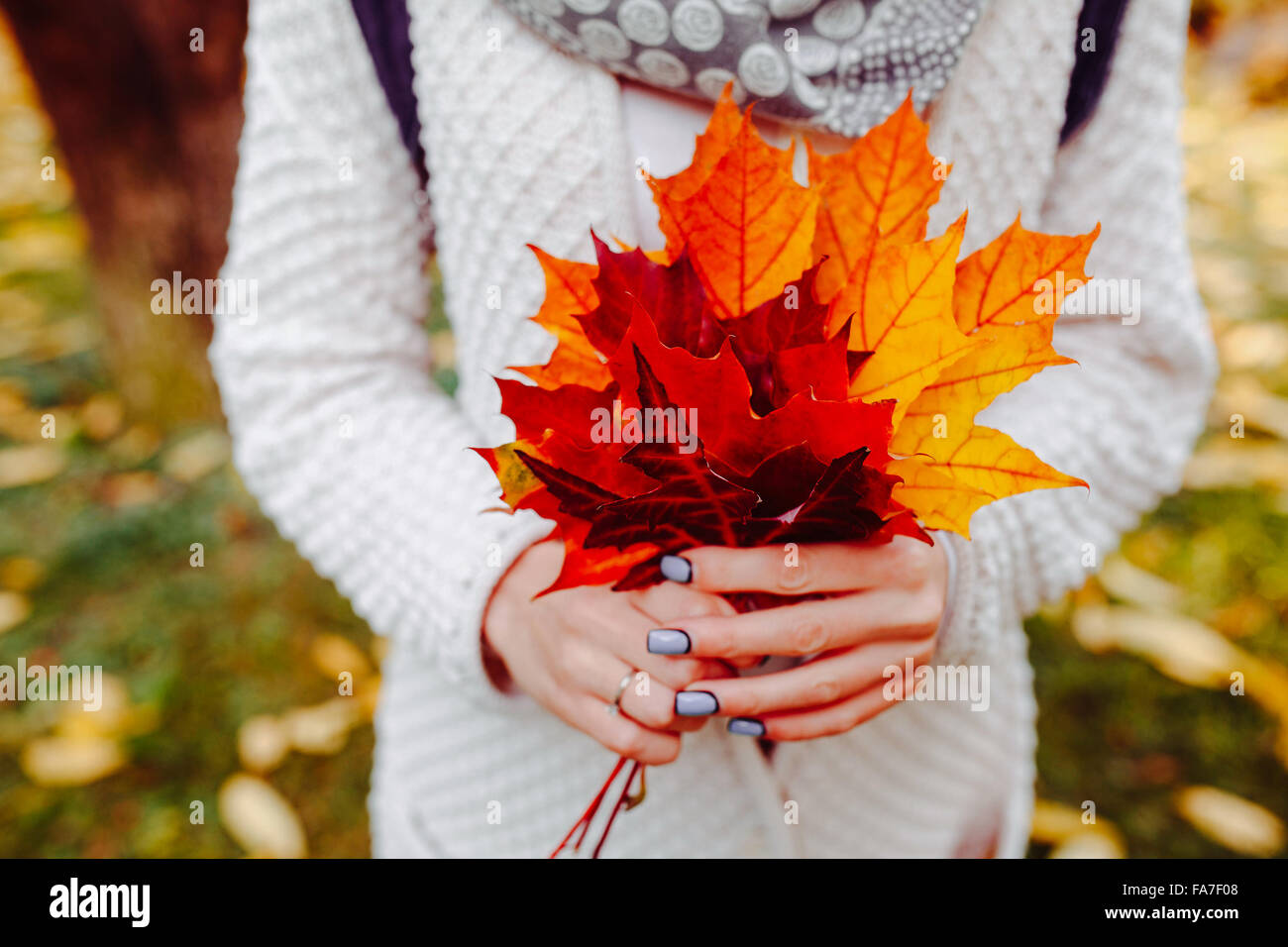 Autumn leaves in girl hands Stock Photo - Alamy