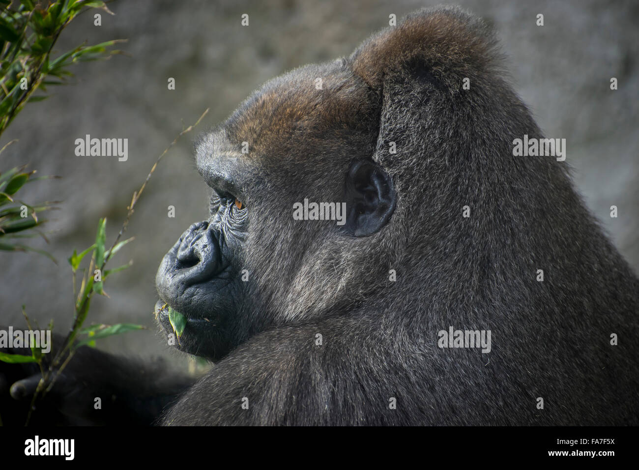 huge and powerful gorilla, natural environment Stock Photo - Alamy