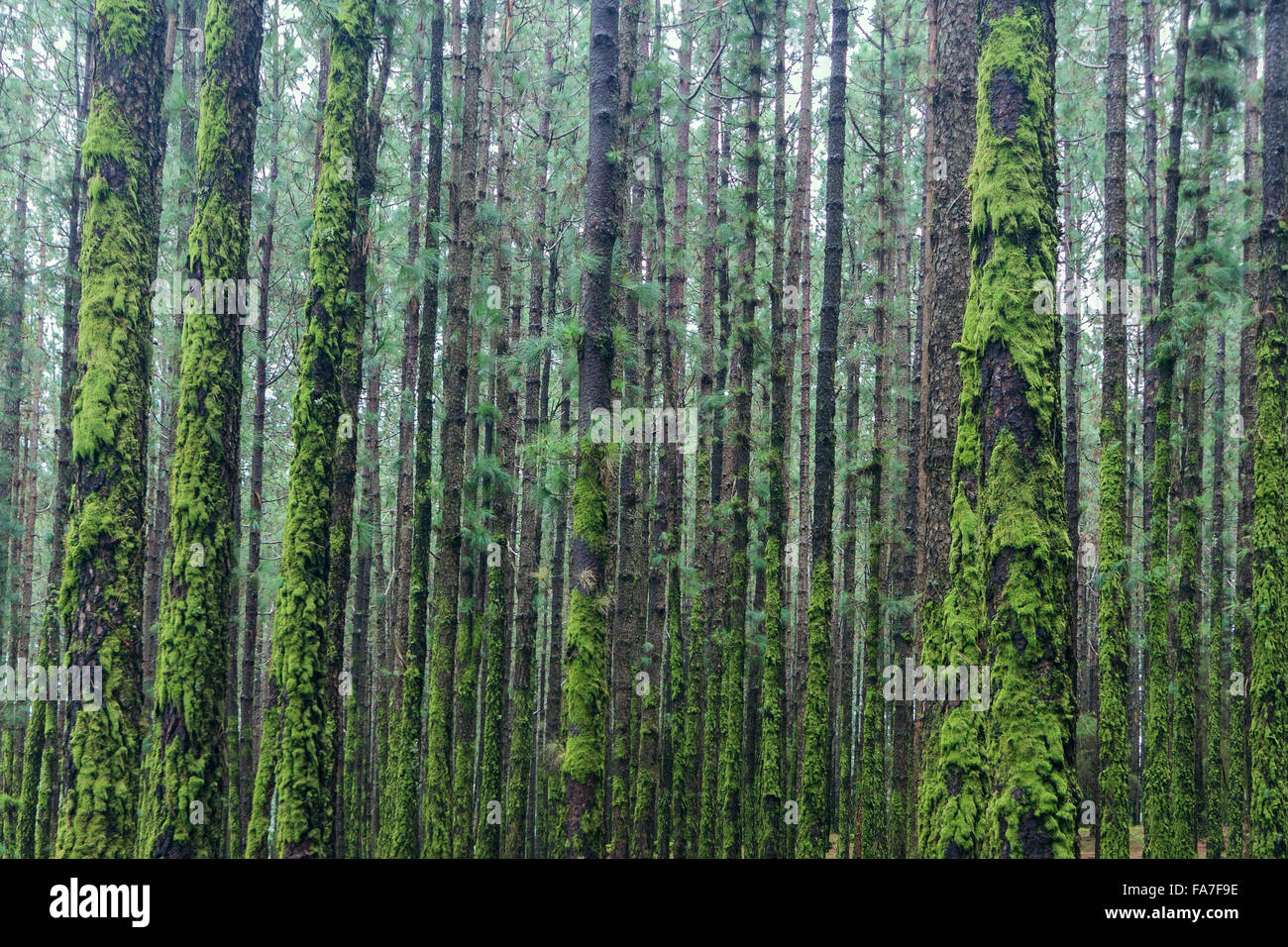 trees inside coniferous forest overgrown with moss Stock Photo - Alamy