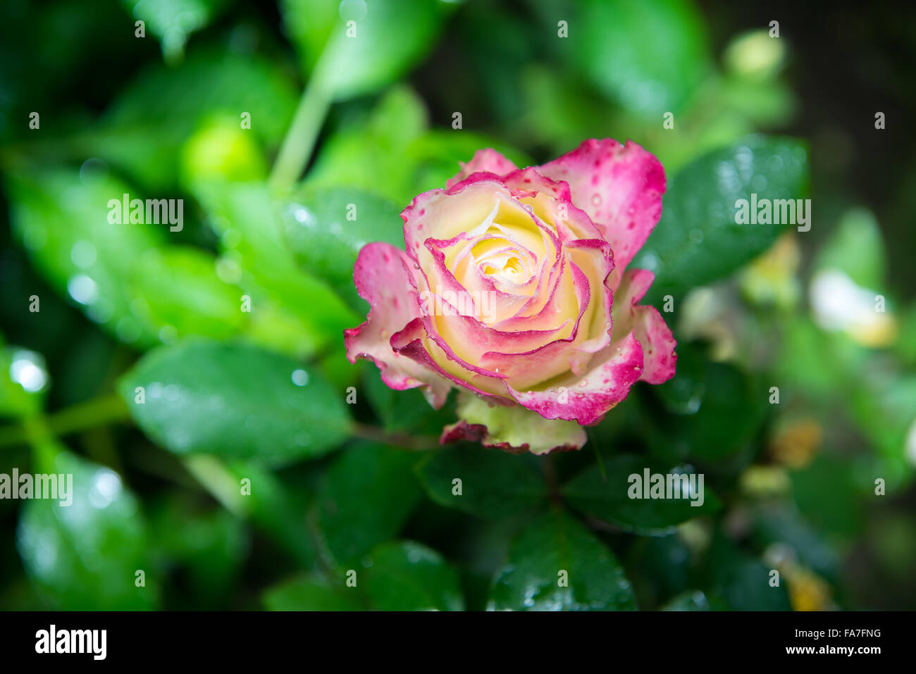 close up of beautiful pink rose flower with rain drops in garden at ...