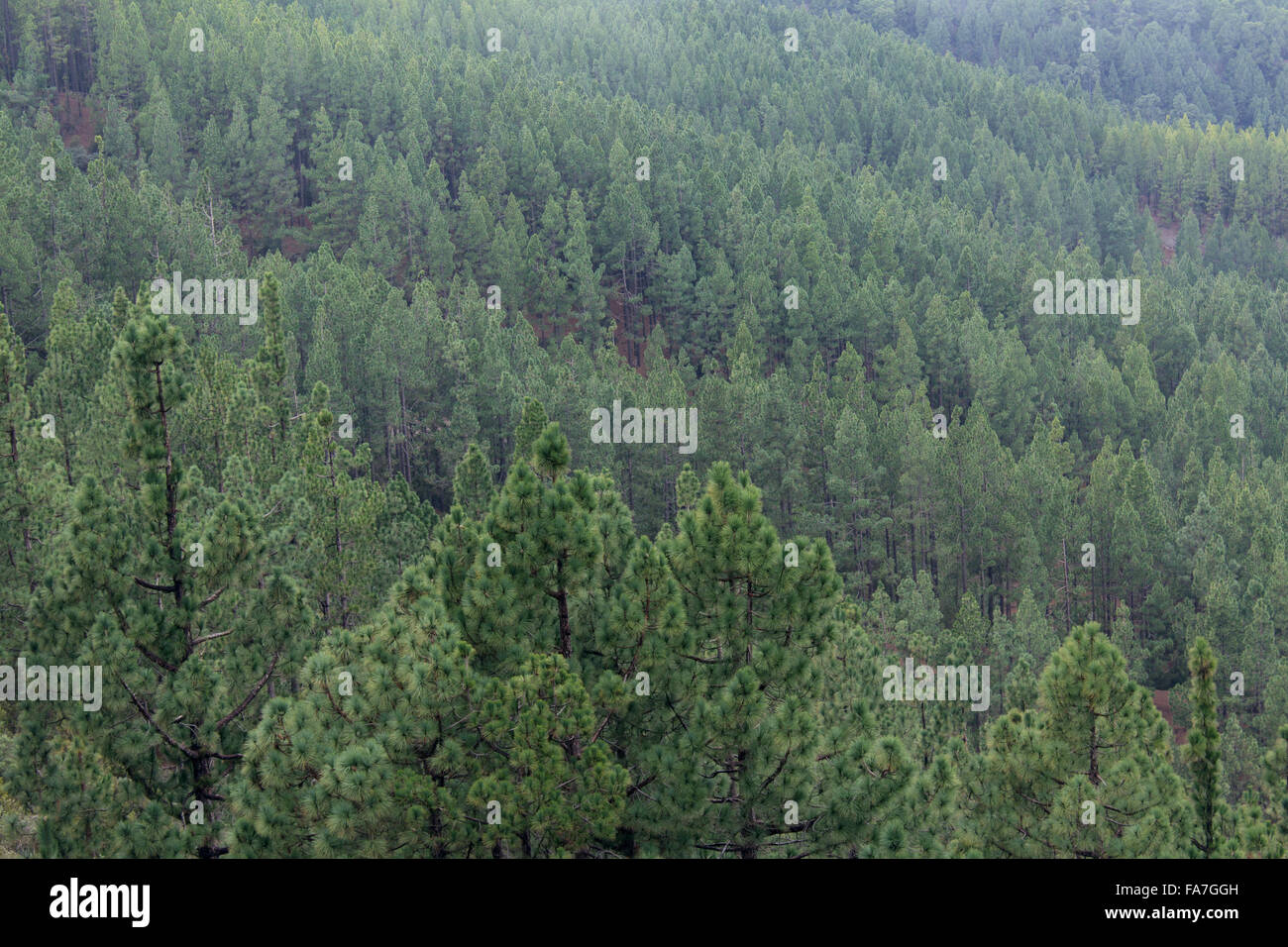 coniferous tree forest from above - landscape Stock Photo - Alamy