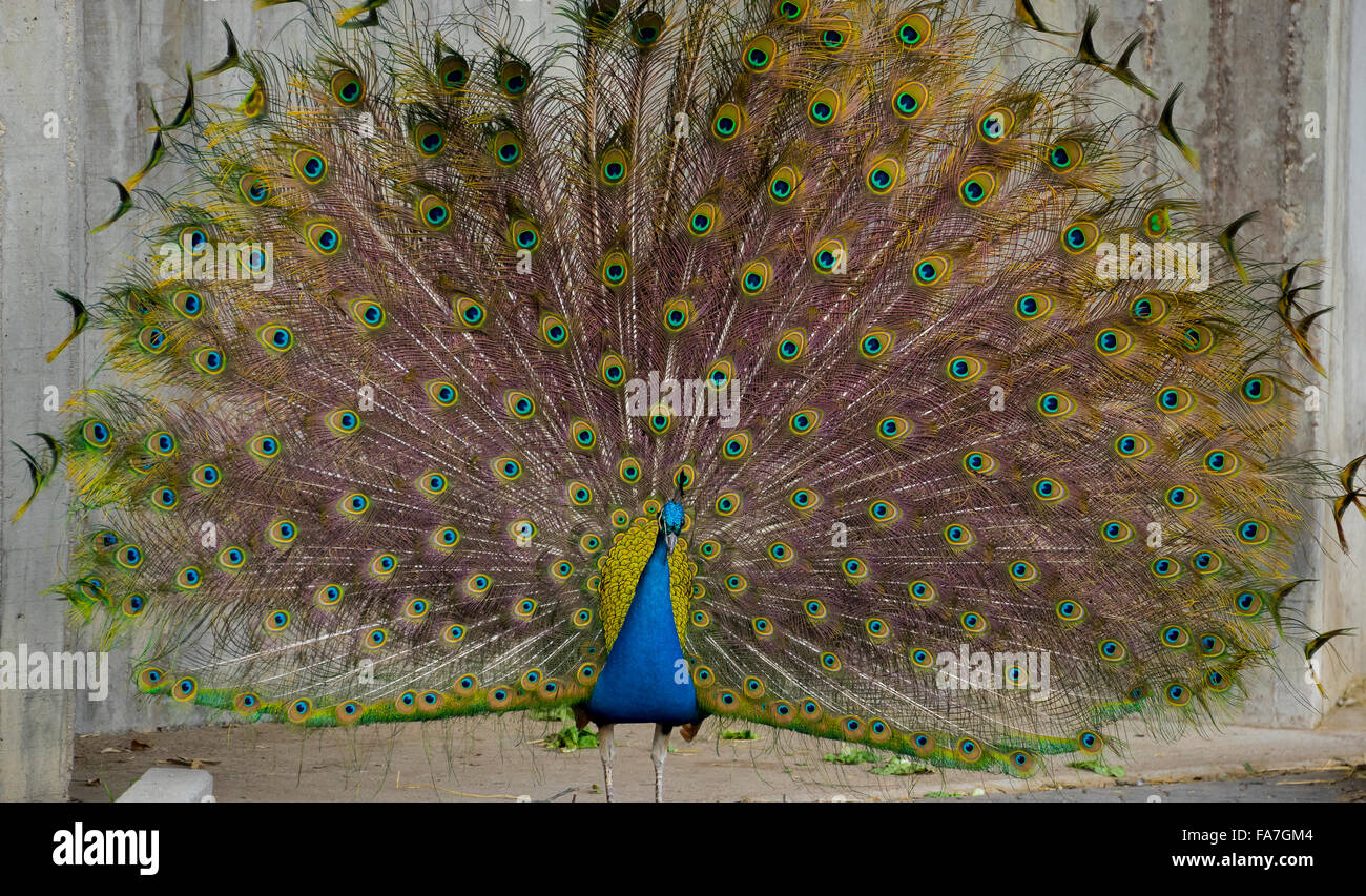 peacock feathers with huge open Stock Photo - Alamy