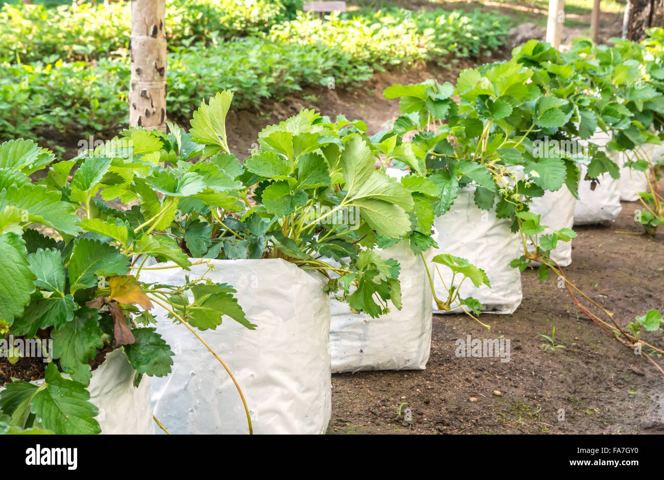 Plastic bag tree hi-res stock photography and images - Alamy