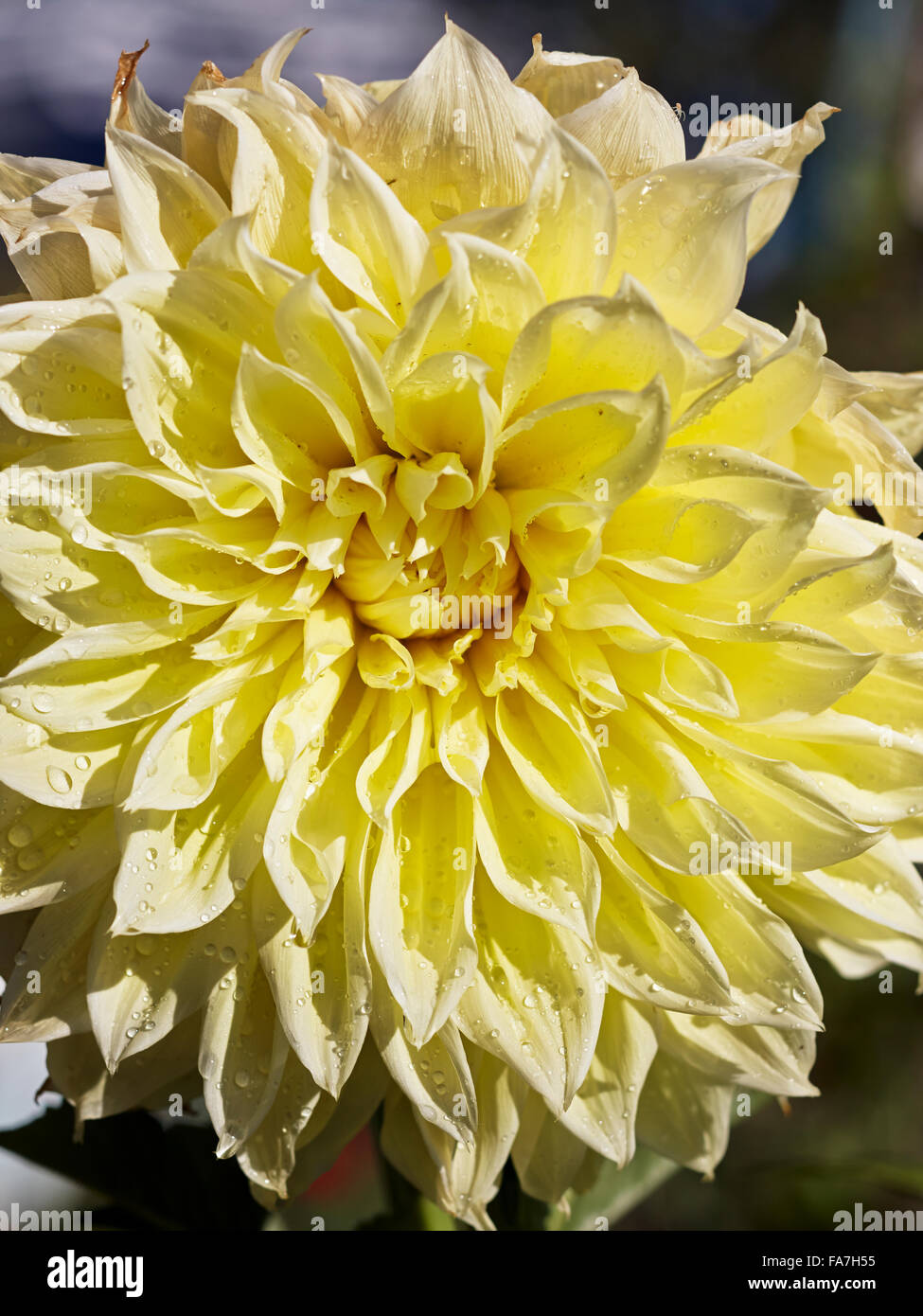 Big flower head hi-res stock photography and images - Alamy