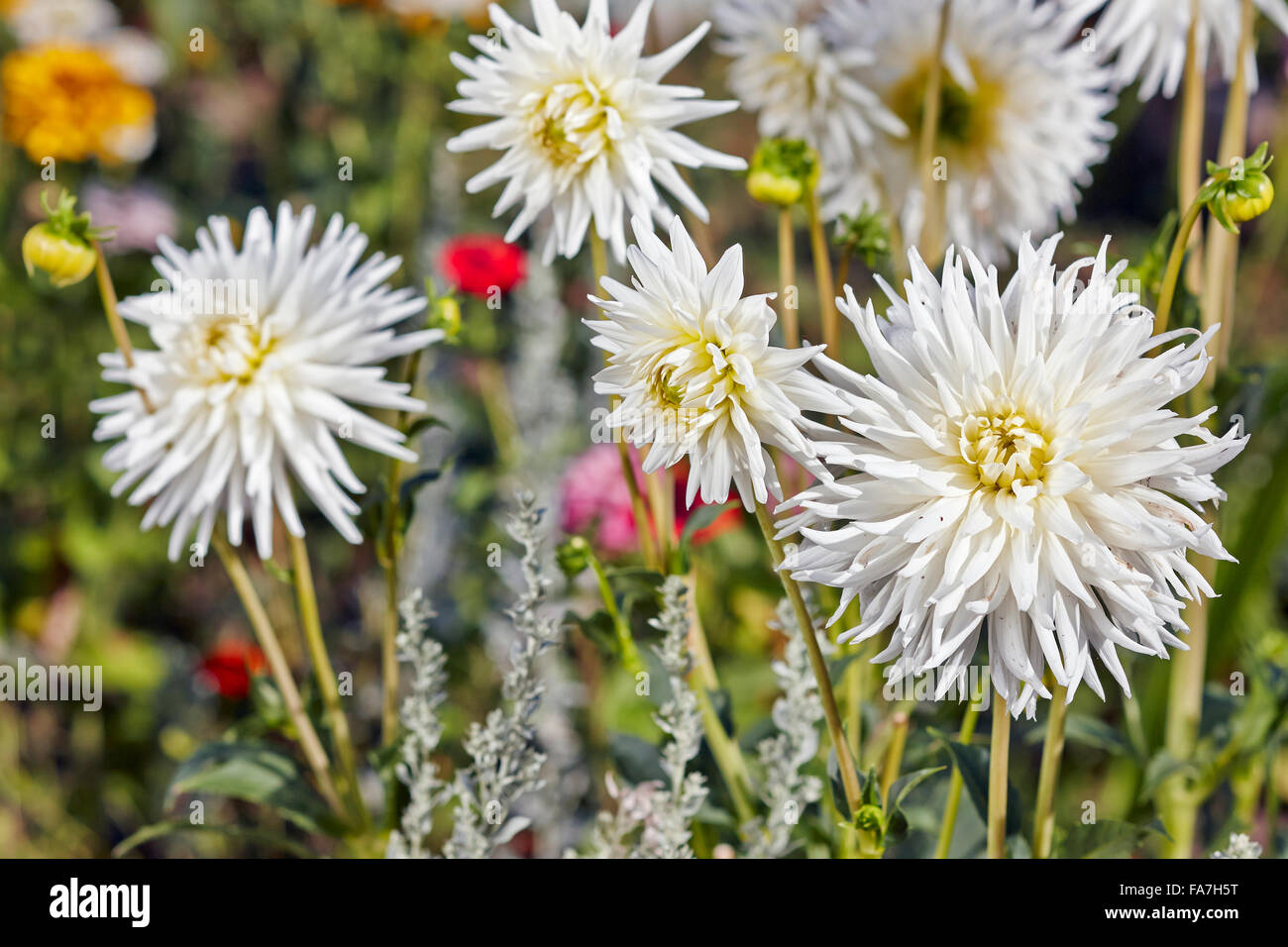 White dahlias hi-res stock photography and images - Alamy