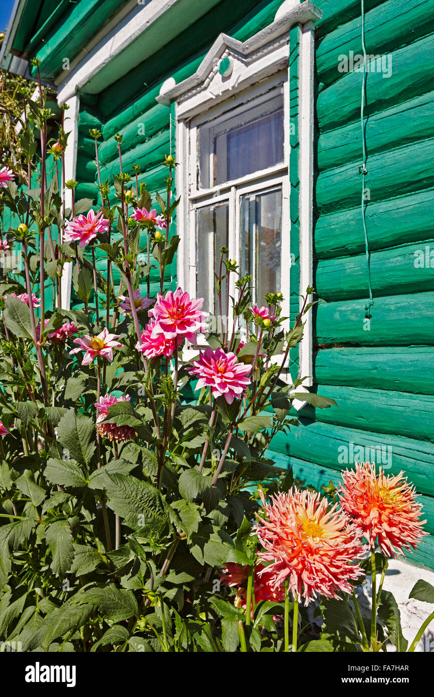 Dahlias growing at dacha garden in summer. Kaluga Region, Russia Stock ...