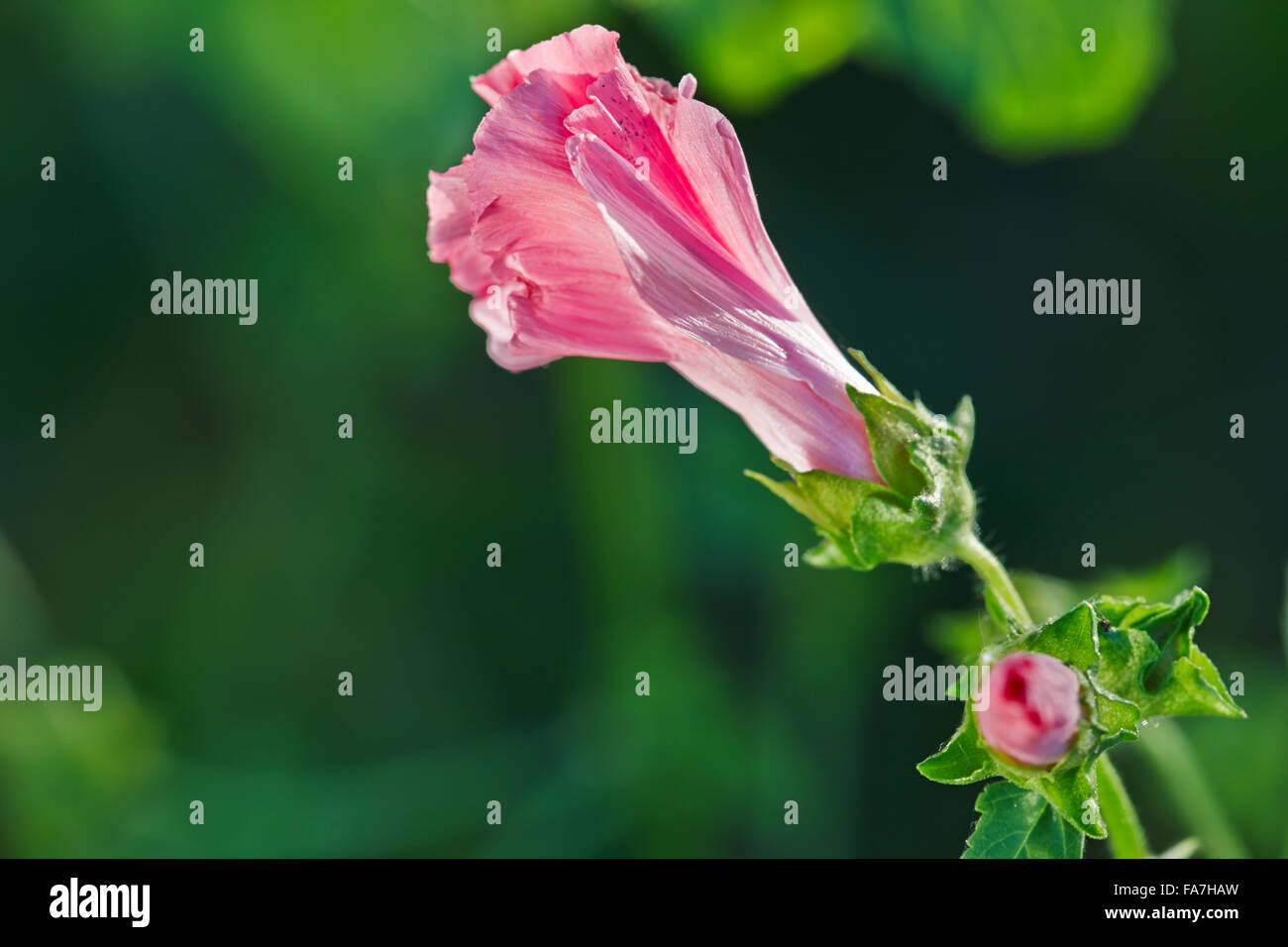 Royal mallow hi-res stock photography and images - Alamy