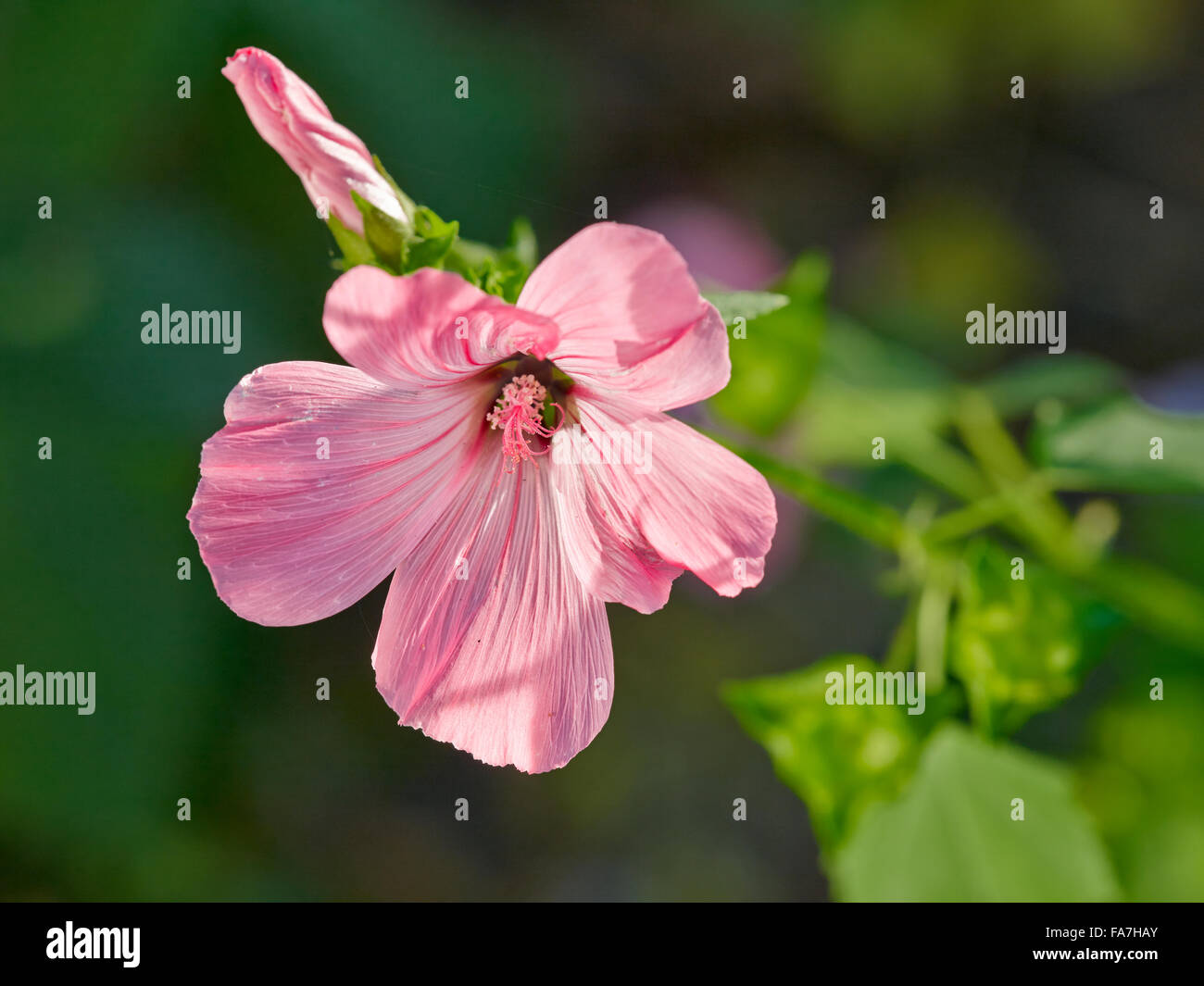 Royal mallow hi-res stock photography and images - Alamy