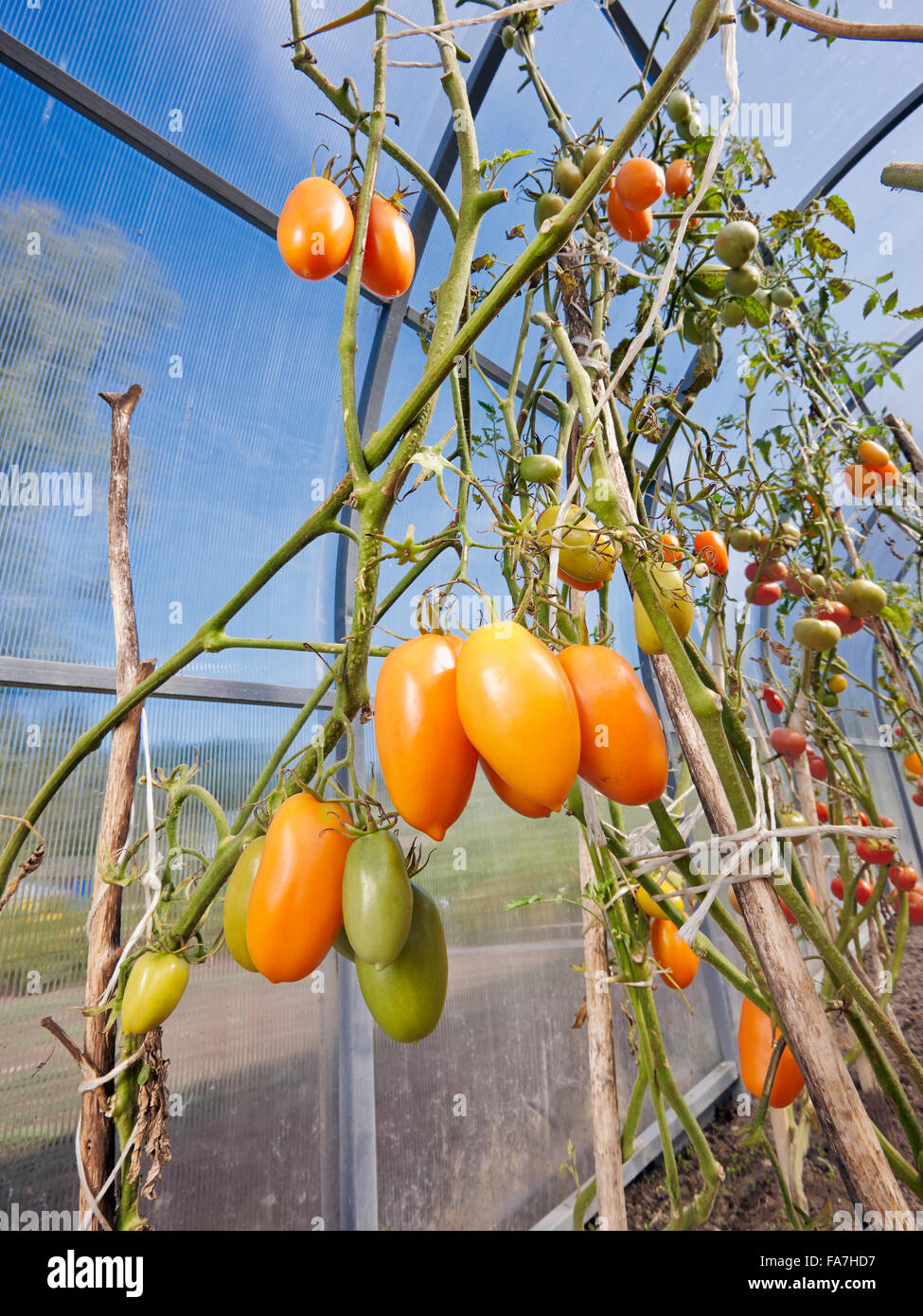 Tomatoes grow in organic greenhouse. Scientific name: Solanum ...