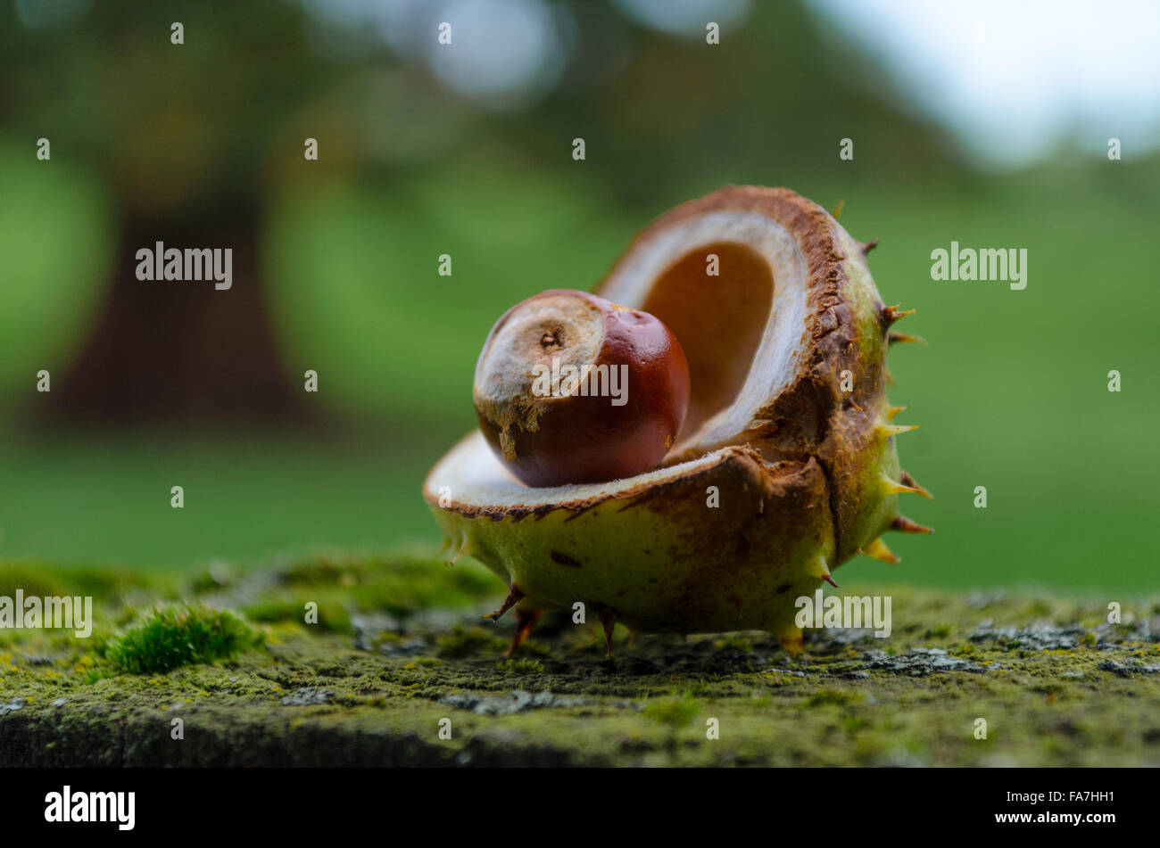 Conker In Shell High Resolution Stock Photography and Images - Alamy