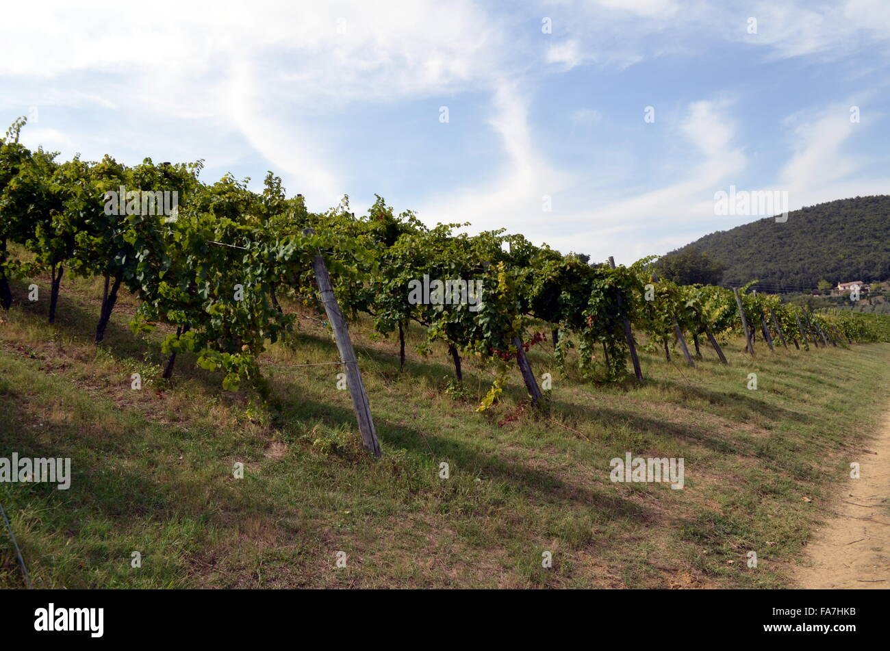 Grape view hi-res stock photography and images - Alamy