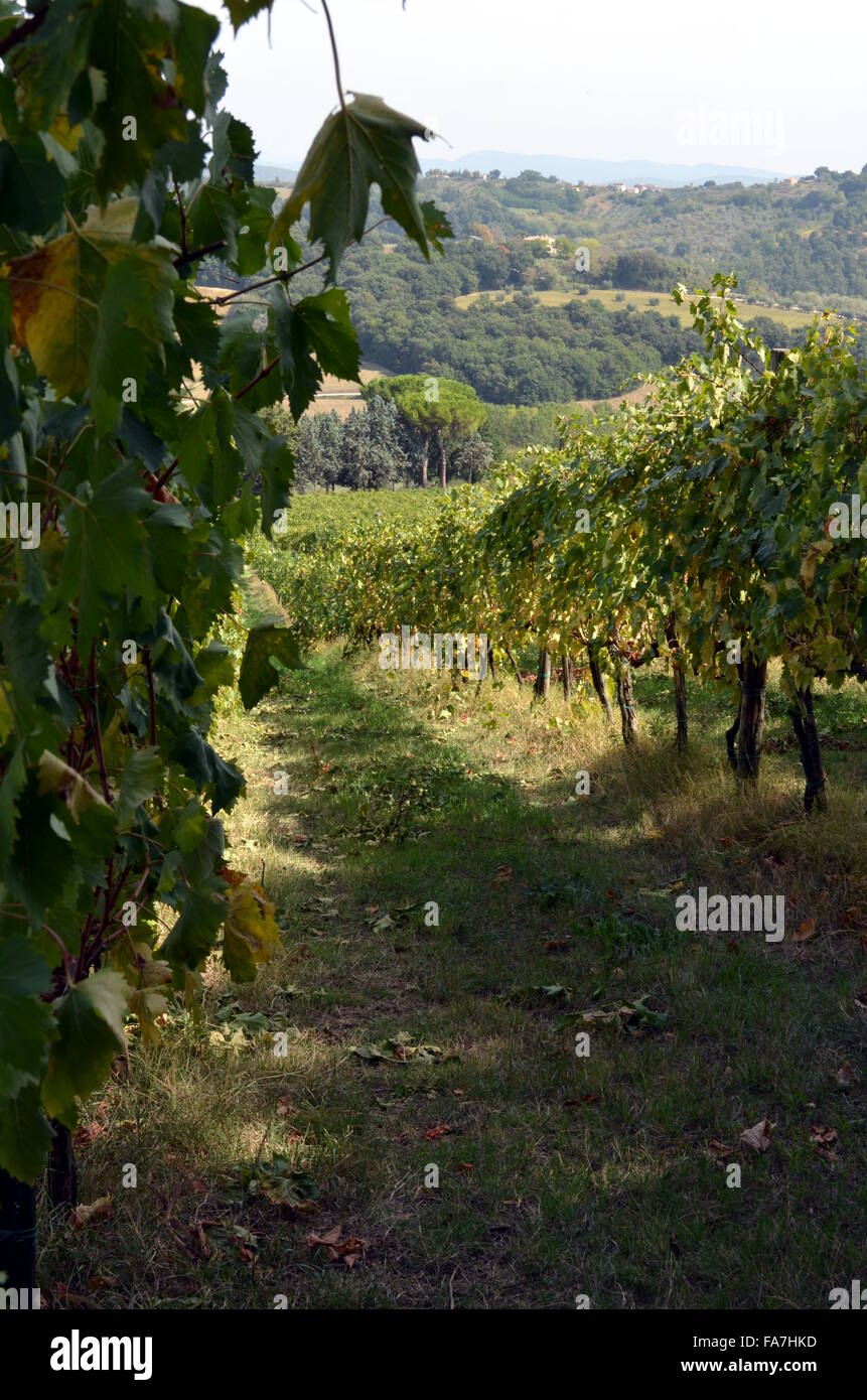 Panoramic vineyard hi-res stock photography and images - Alamy
