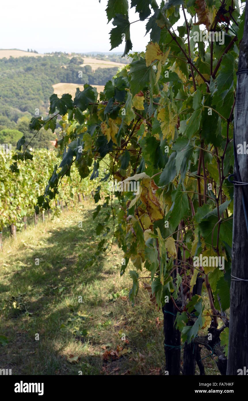 Red wine sicily vineyard hi-res stock photography and images - Alamy