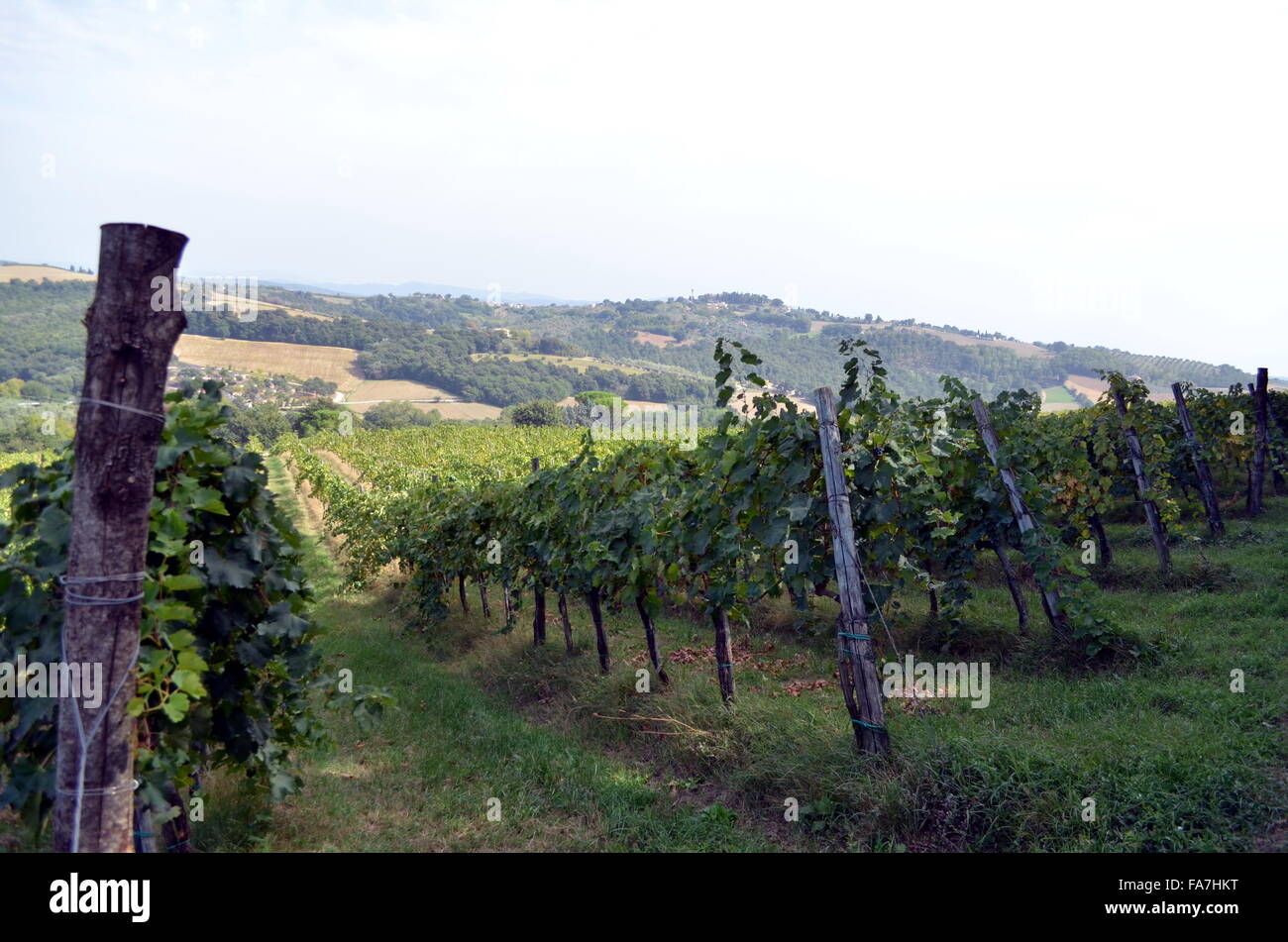 Grape view hi-res stock photography and images - Alamy