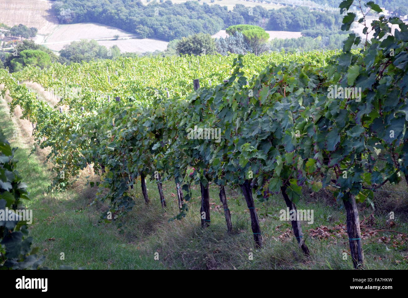 Winemaking in italy hi-res stock photography and images - Alamy