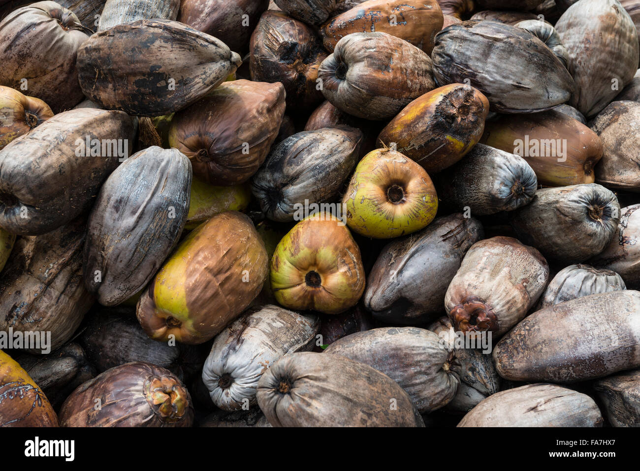 Pile of coconuts hi-res stock photography and images - Alamy