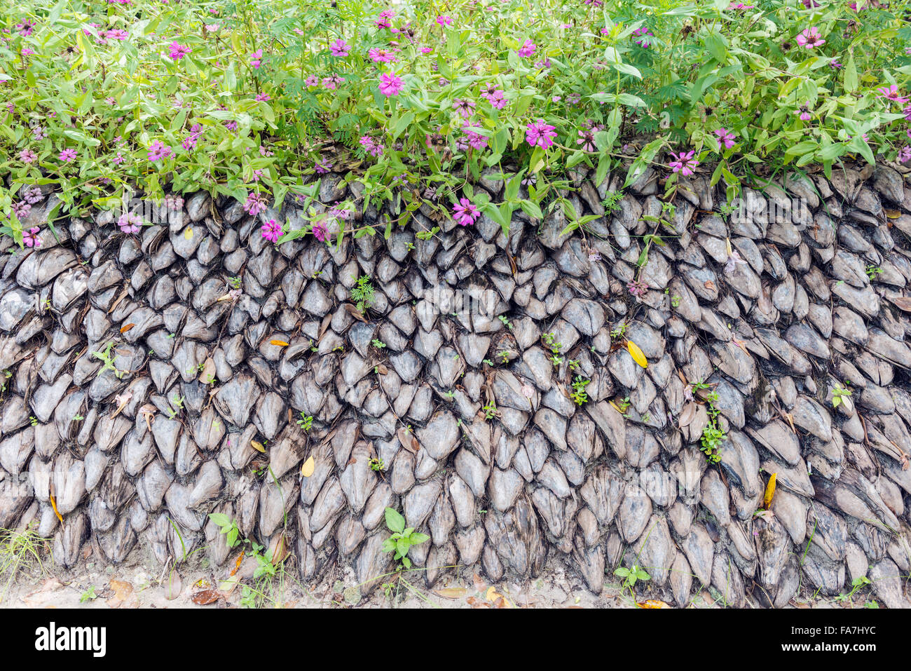 Coconut shells used in a garden Stock Photo - Alamy